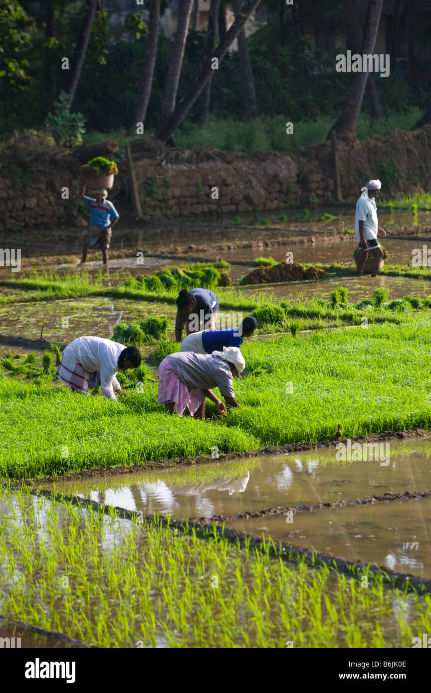 INDIA, Goa, Cortalim: Rice Fields (NR Stock Photo - Alamy