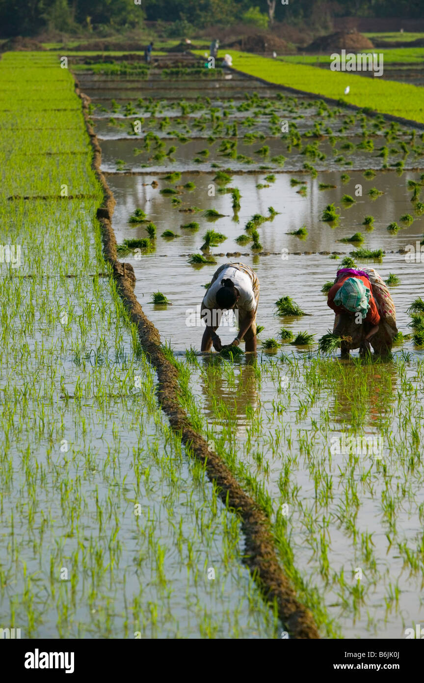 INDIA, Goa, Cortalim: Rice Fields (NR Stock Photo - Alamy