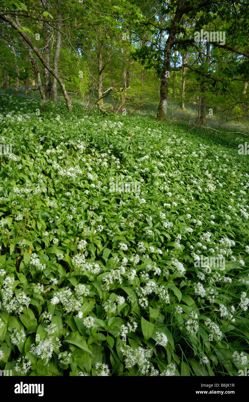 Ramsons wild garlic hi-res stock photography and images - Alamy