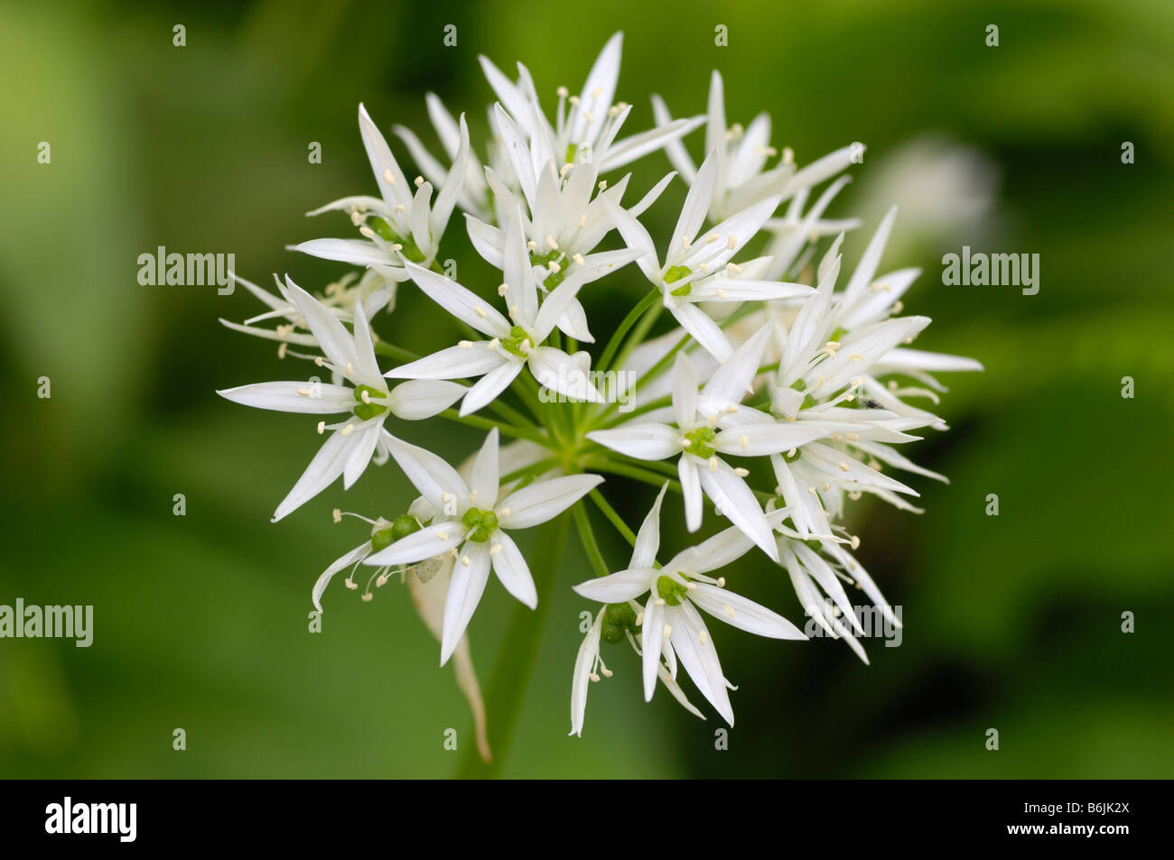 Scottish wild garlic hi-res stock photography and images - Alamy
