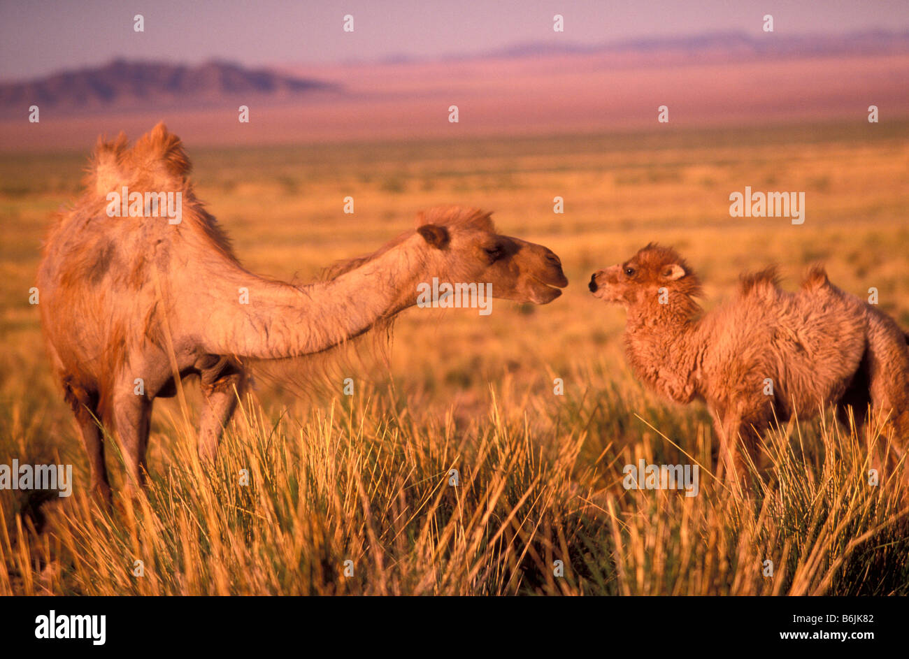Asia, Mongolia, Gobi Desert, Great Gobi Protected Area. Camel; bactrian ...