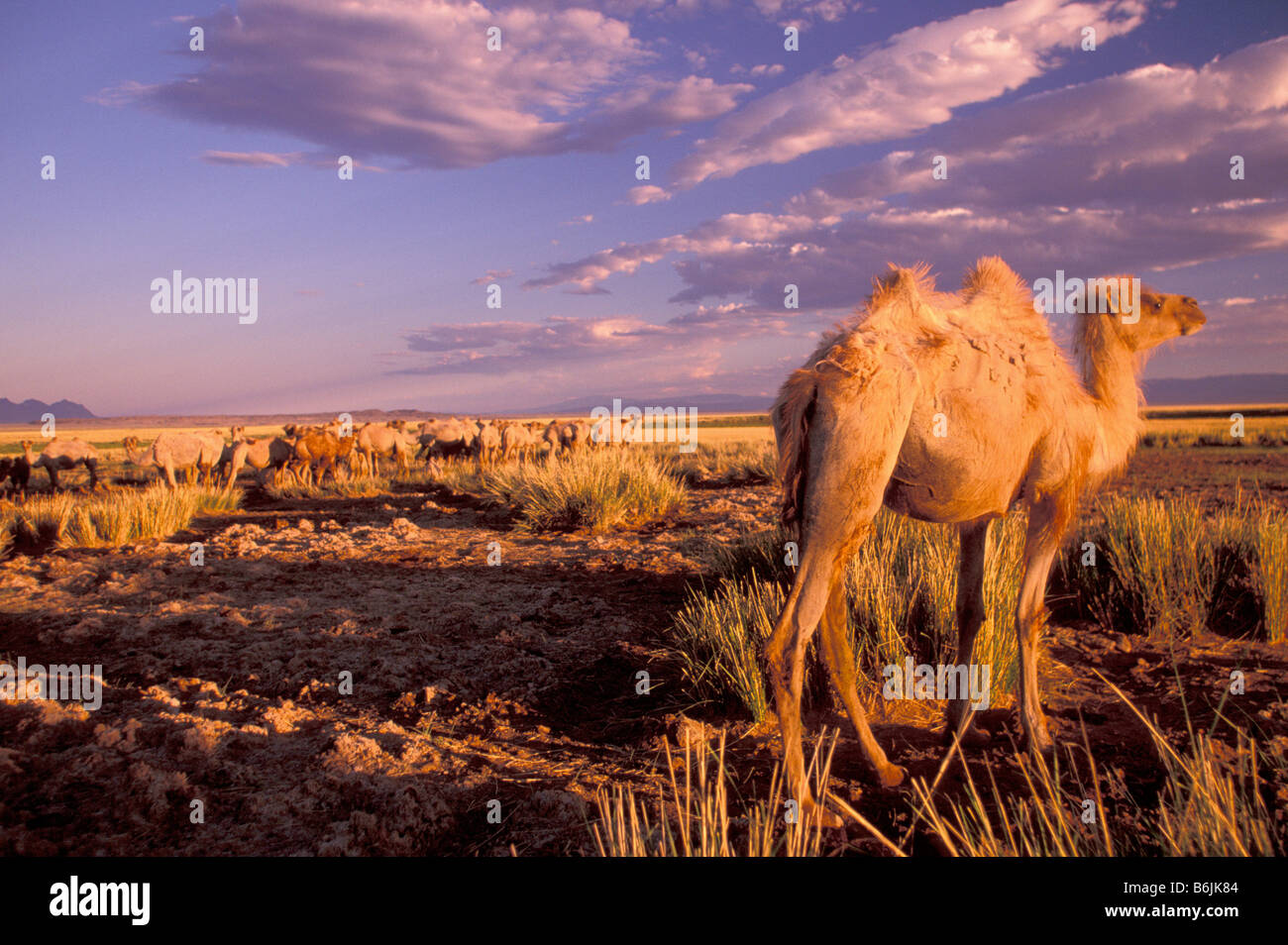 Asia, Mongolia, Gobi Desert, Great Gobi Protected Area. Camel; bactrian ...