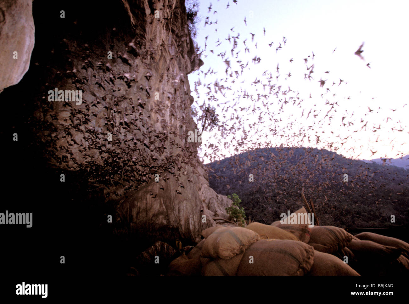 Asia thailand kao yai bats hi-res stock photography and images - Alamy