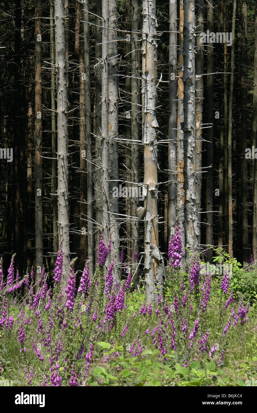 Acid rain effects - Forest in the Vosges mountains - Alsace - France ...
