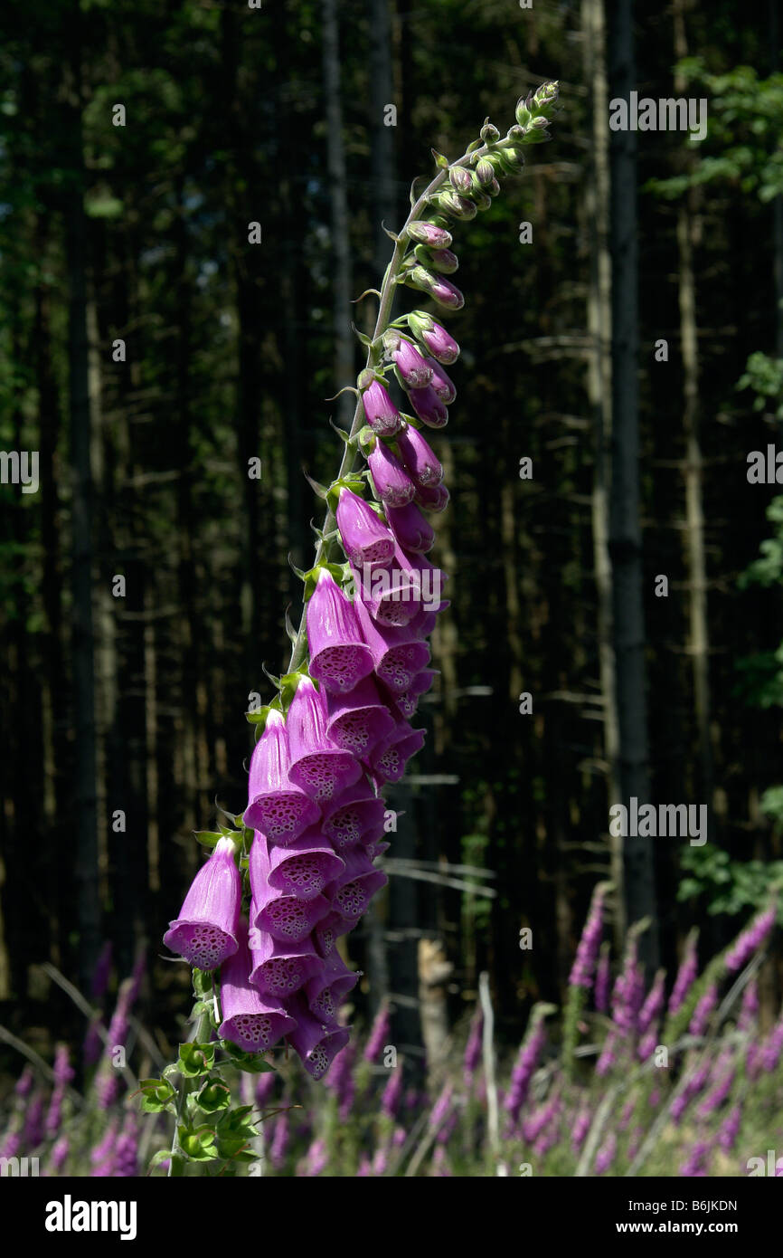 violet flowers in the forest Stock Photo - Alamy