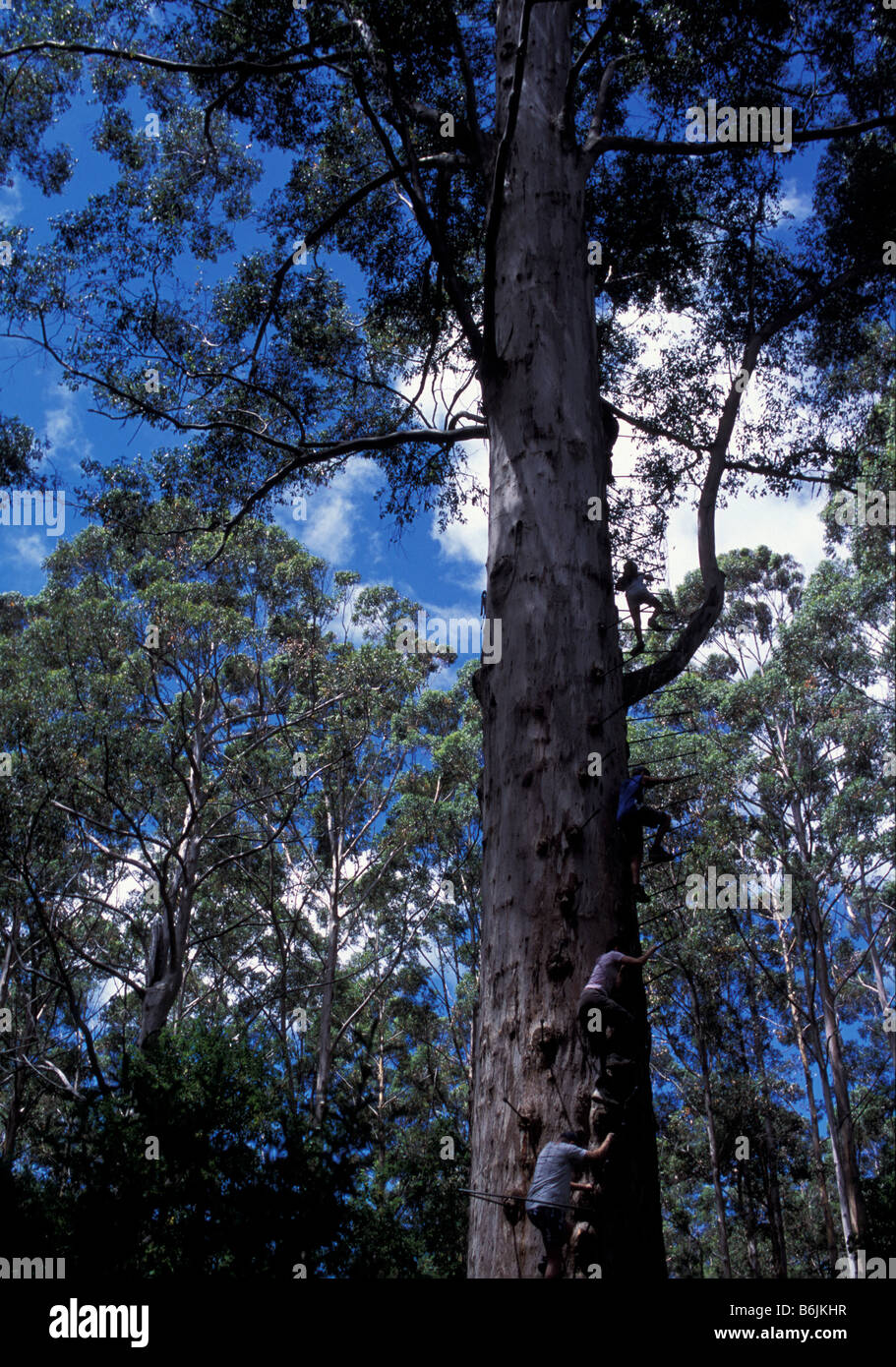 Western Australia, Pemberton. Climbing the Gloucester Tree, the highest ...