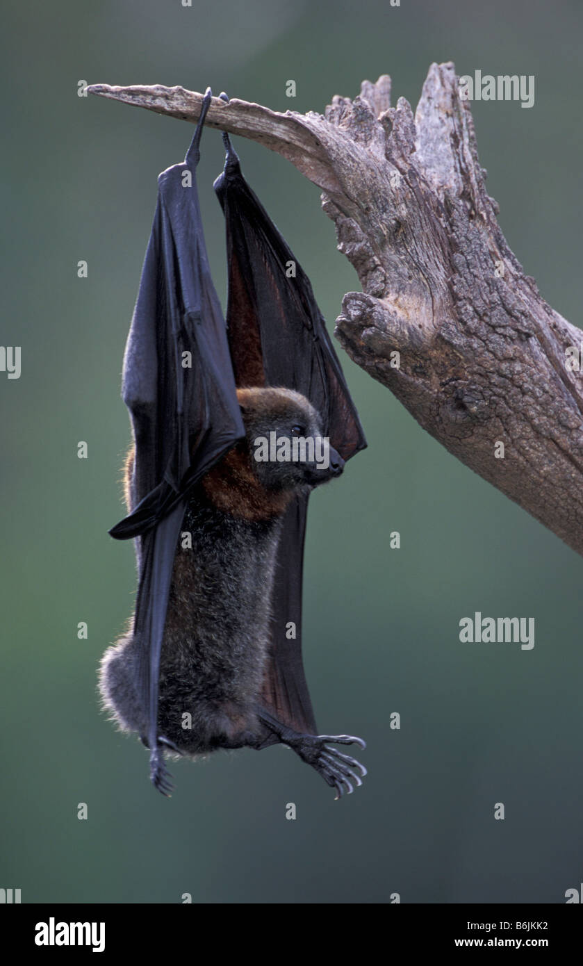 Australia, Queensland, Ipswich Grey-headed flying fox (Pteropus ...