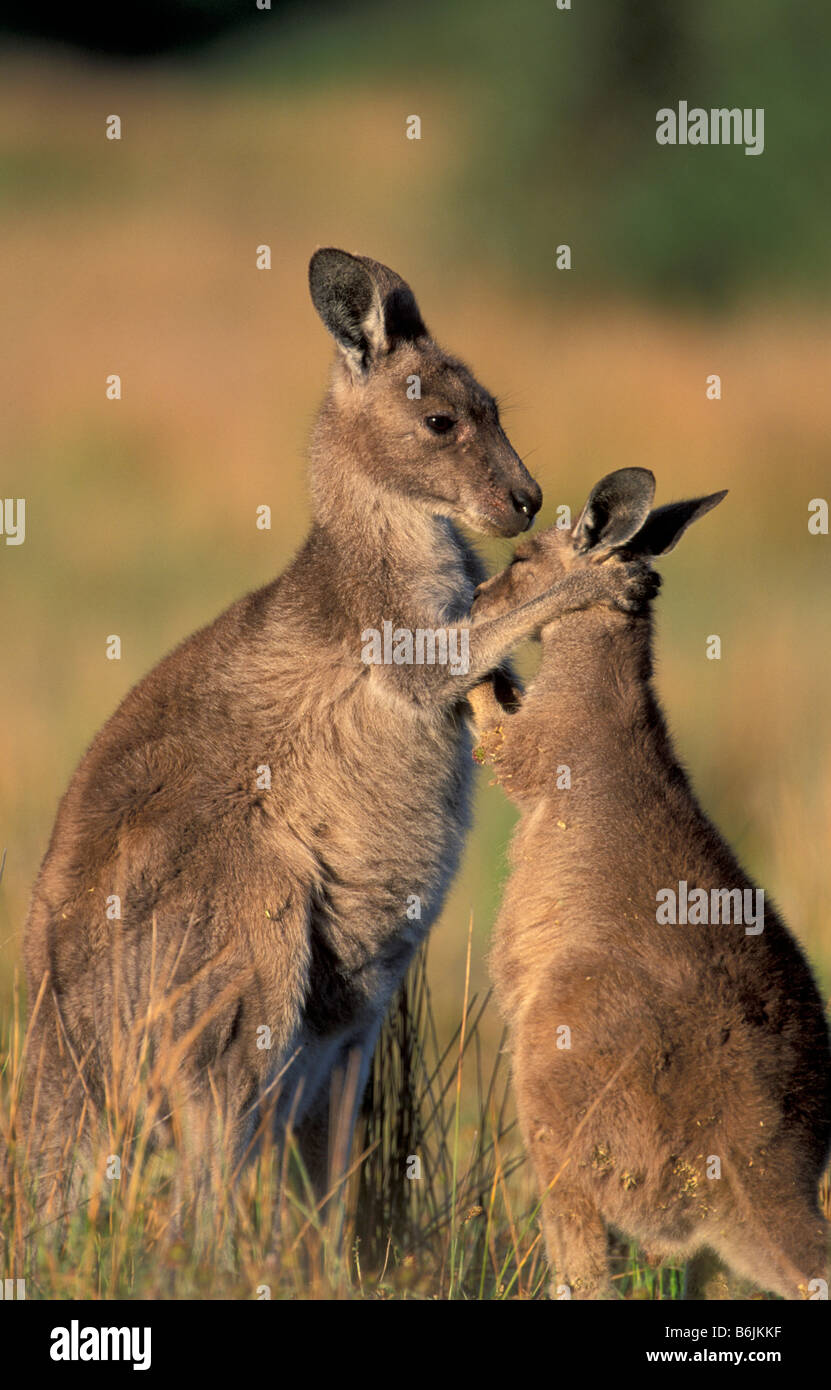 Australia, Wilsons Promontory National Park, Victoria Eastern grey ...