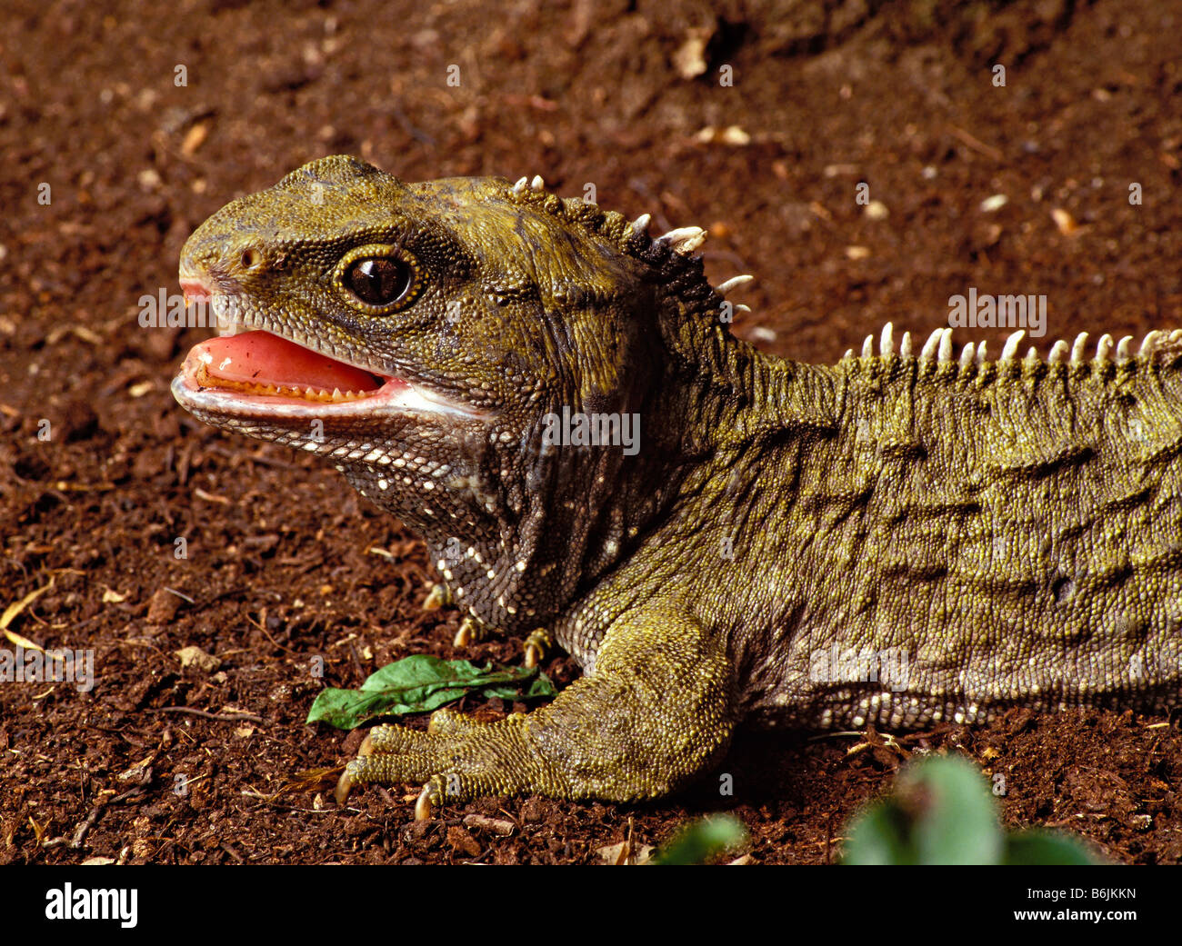 New Zealand, South Island, Invercargill, Tuatararium, Tuatara, Captive ...