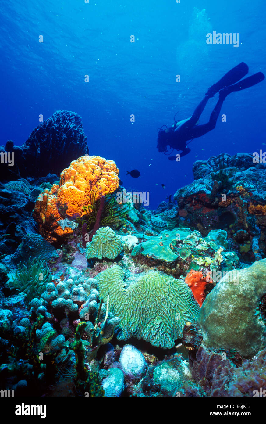 Underwater, scuba diving Soufriere Bay, Dominica, Caribbean Stock Photo ...