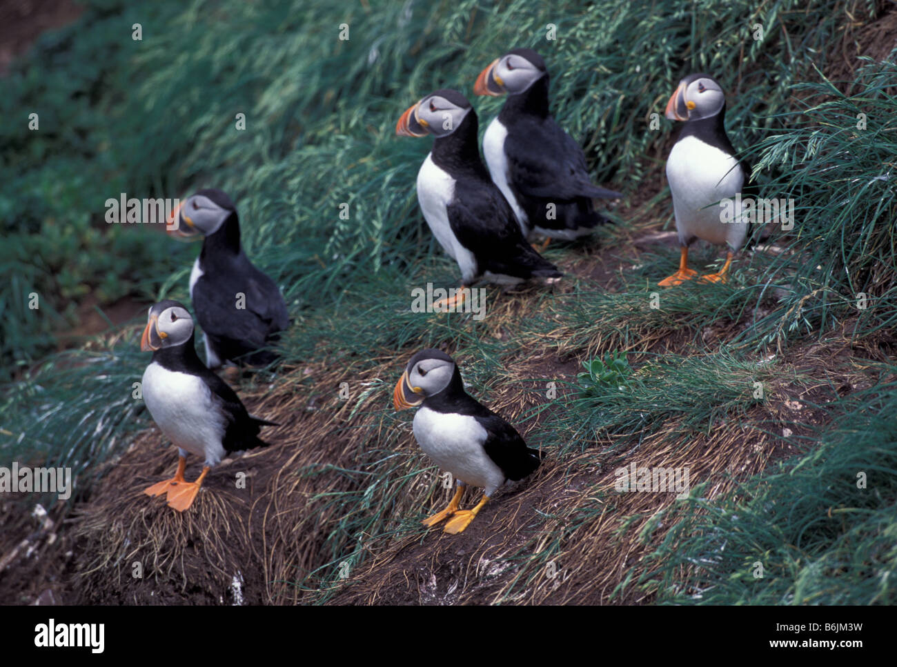 North America, Canada, Newfoundland, Witless Bay, Atlantic Puffins ...