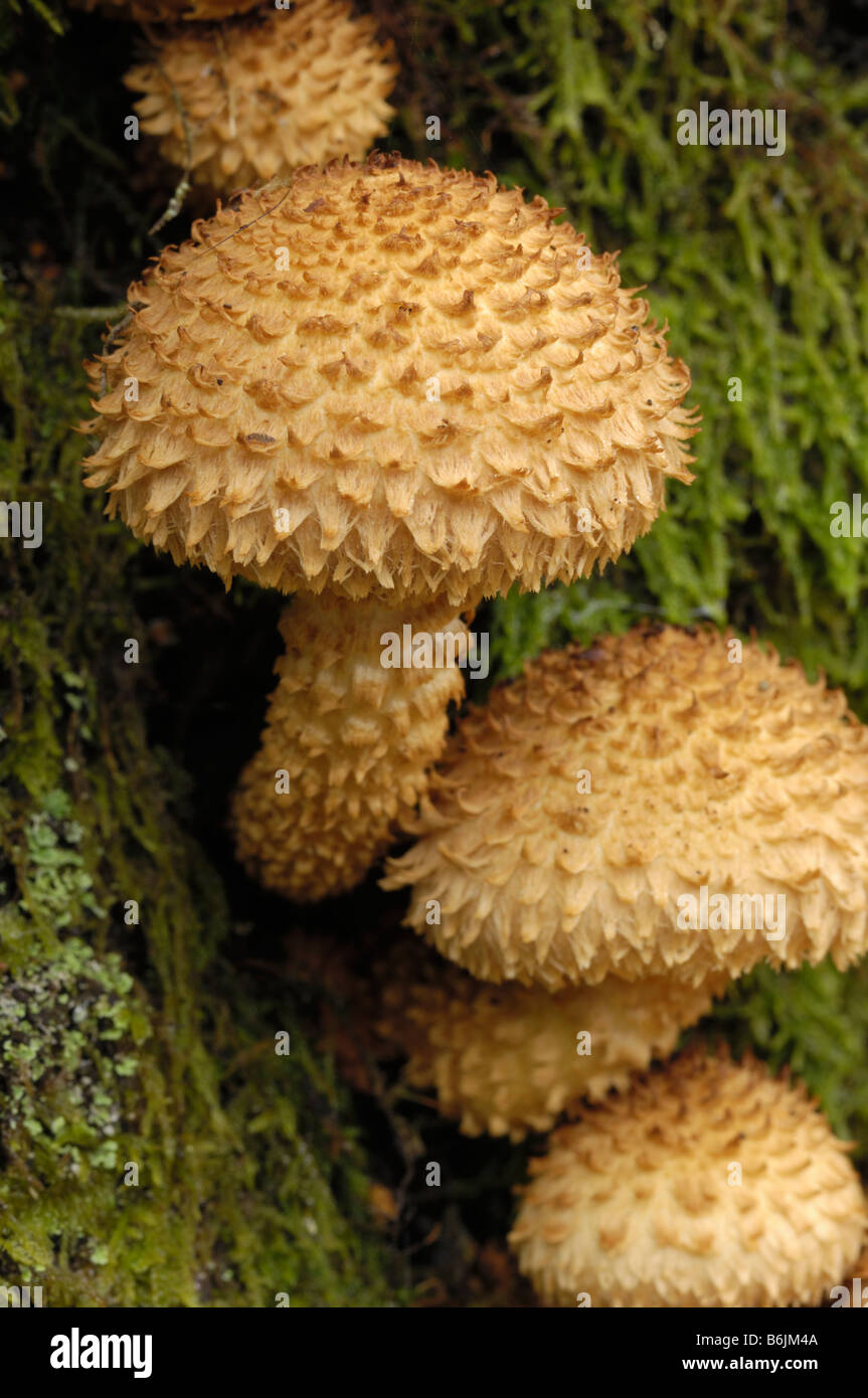 Shaggy Scalycap fungus, pholiota squarrosa, growing on birch tree, Fleet Valley, Dumfries ...