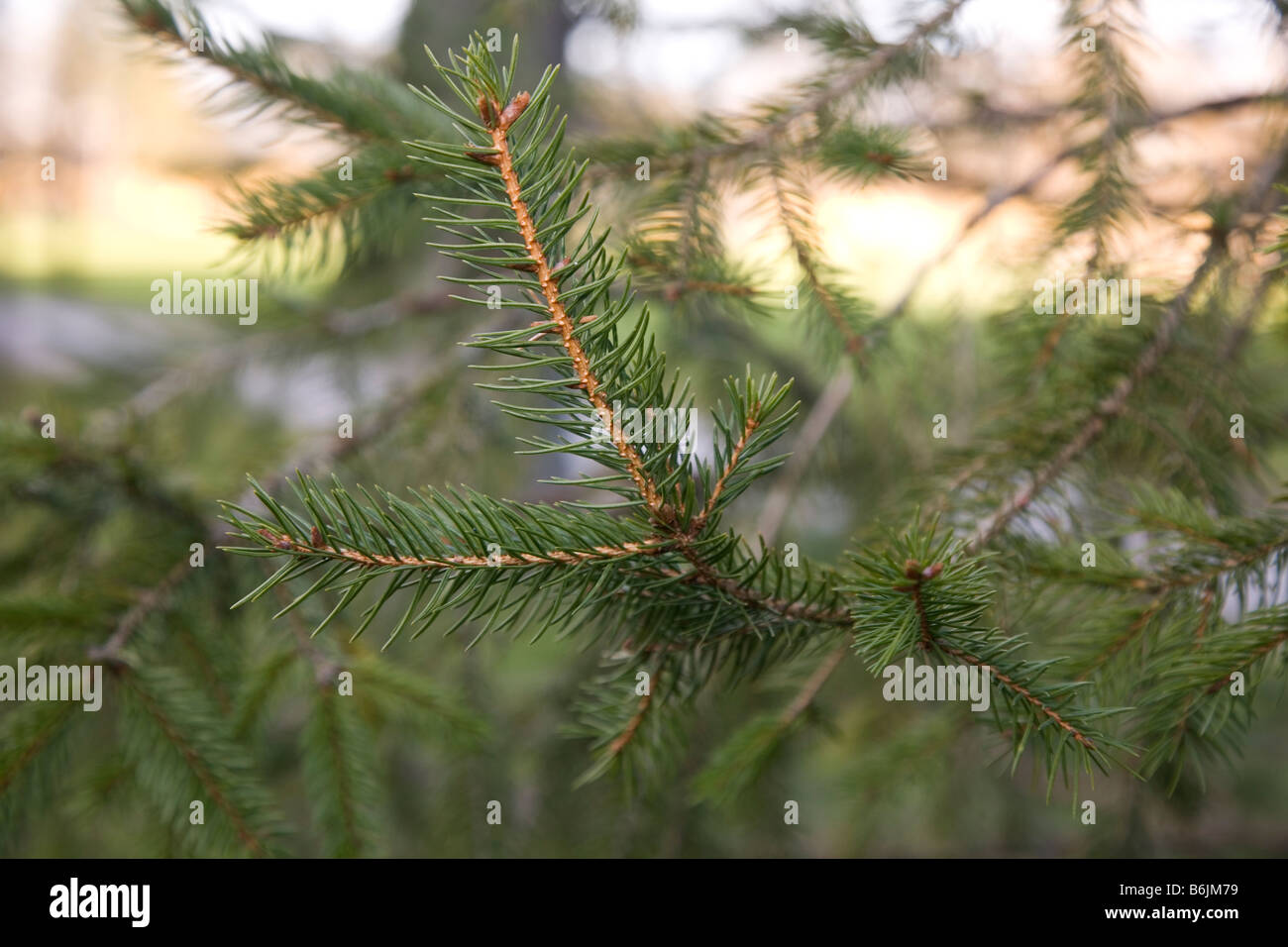 The branches of an evergreen tree in Salzburg, Austria. Such pine ...