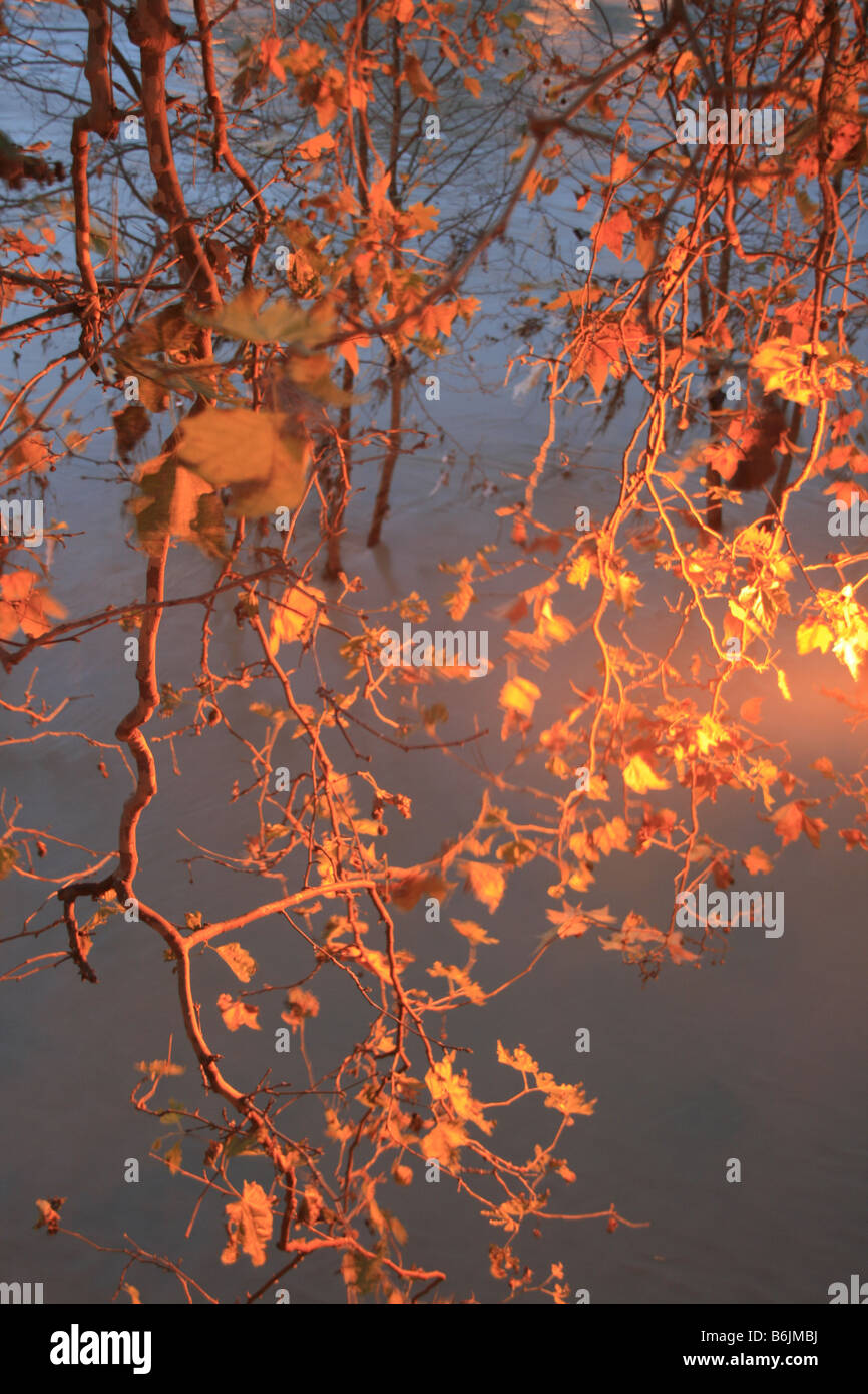 abstract old ragged dark tree branches with river at night Stock Photo ...