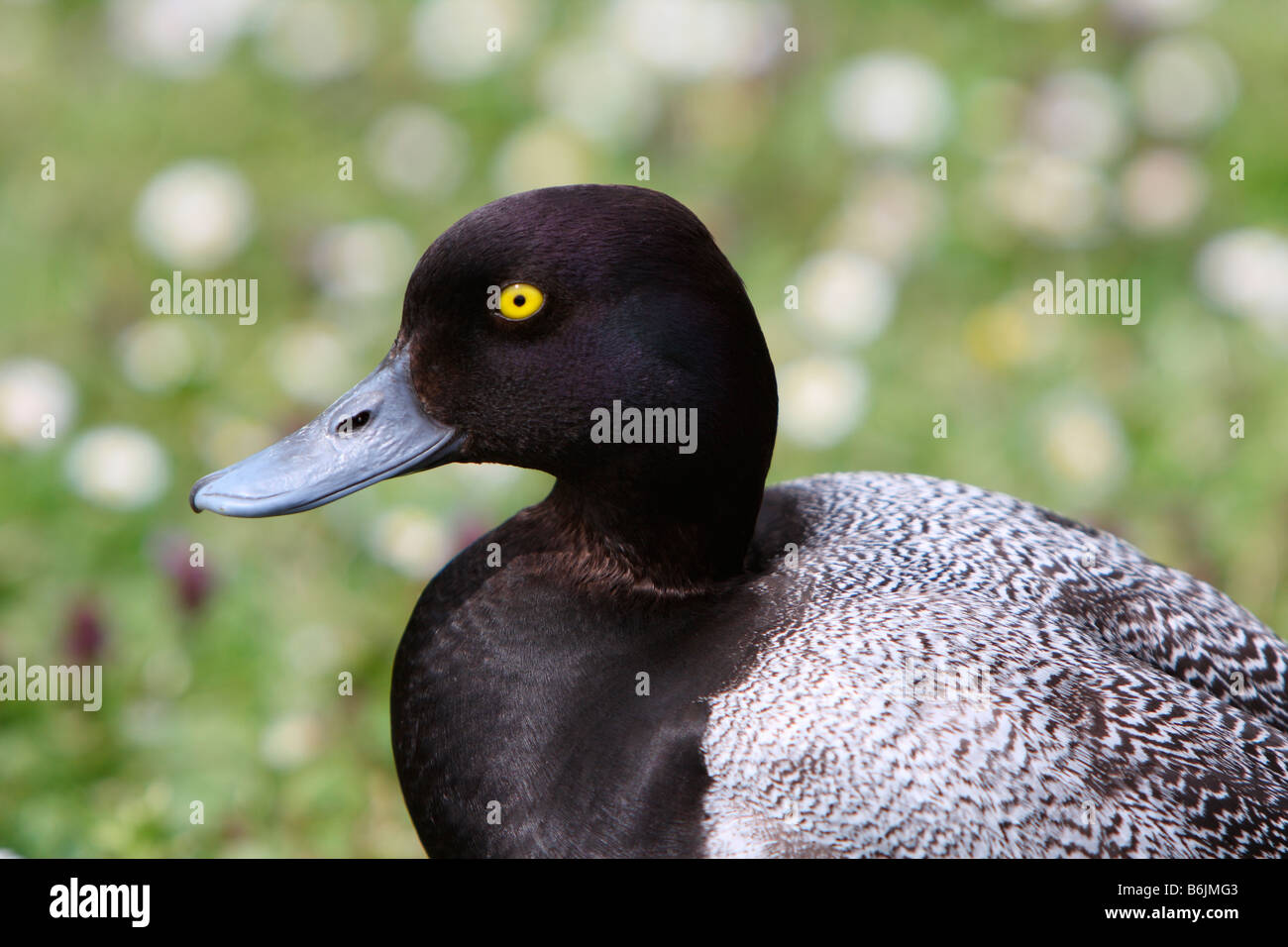 Male Lesser Scaup, Aythya affinis Stock Photo - Alamy