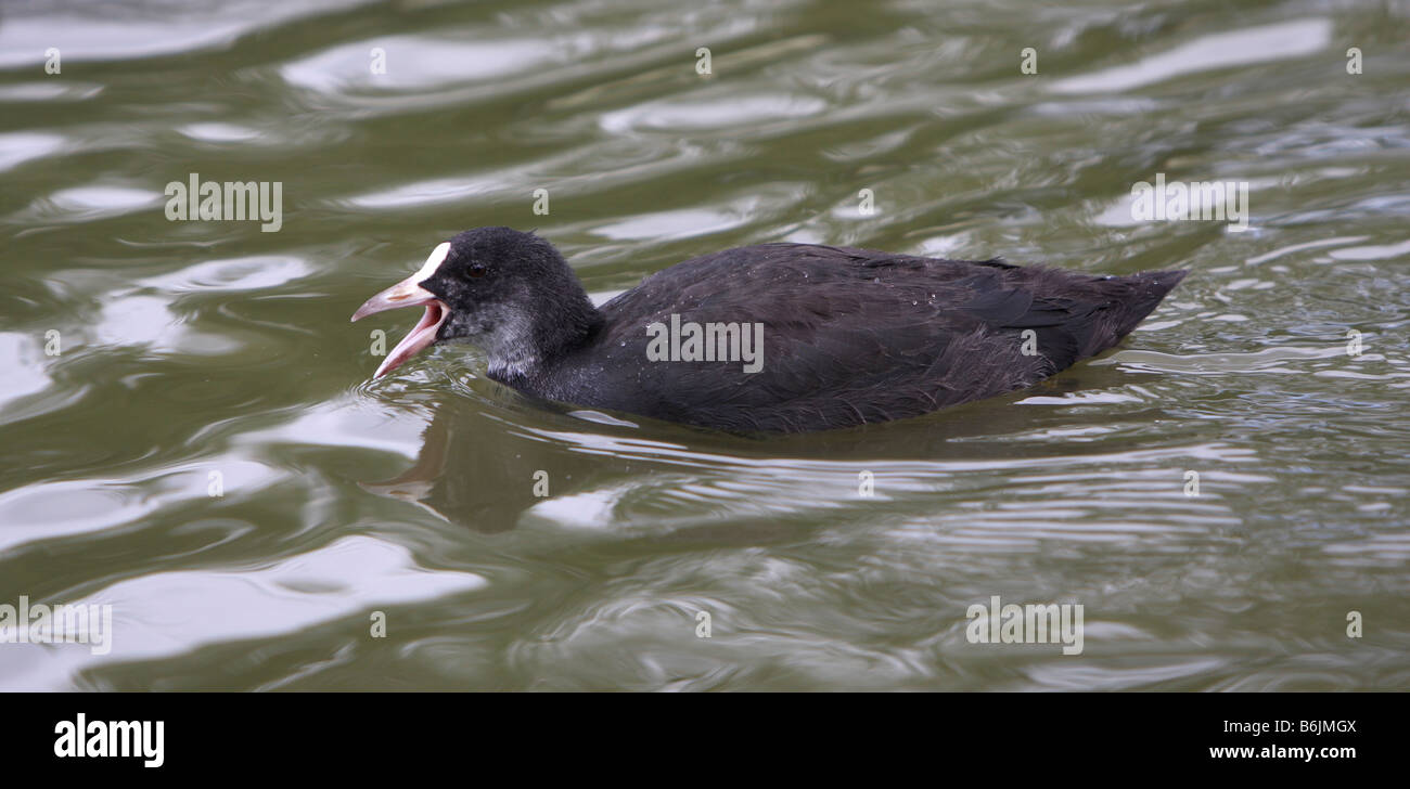 Young coot hi-res stock photography and images - Alamy