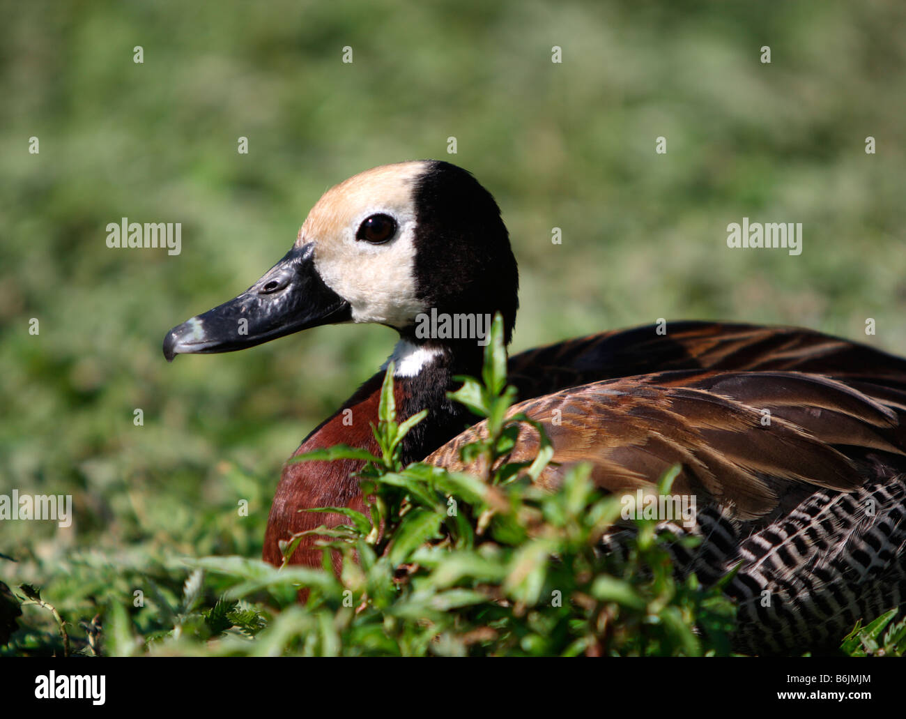 White-faced tree duck, Dendrocygna viduata Stock Photo - Alamy