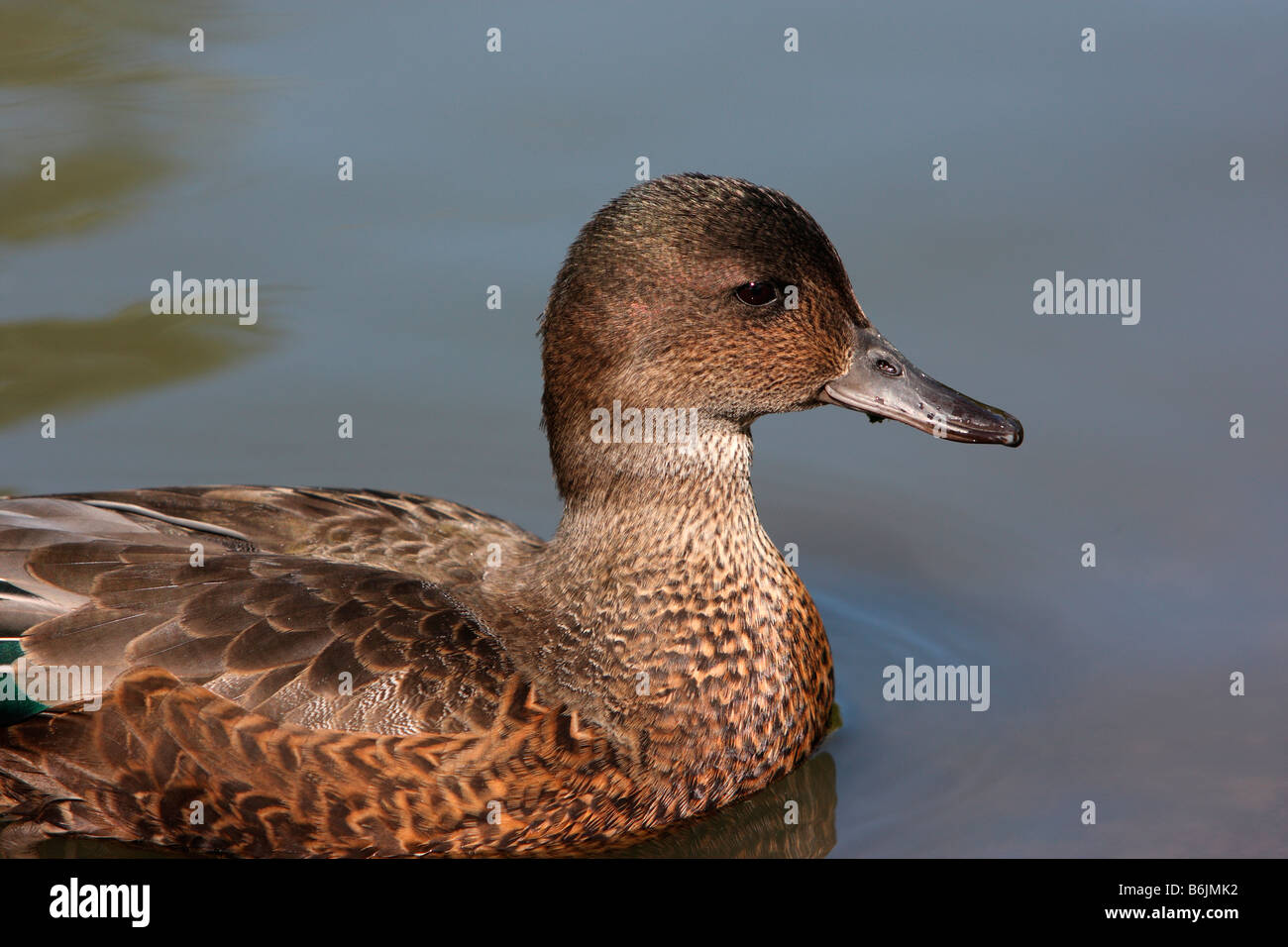 Female falcated teal, Anas falcata Stock Photo - Alamy
