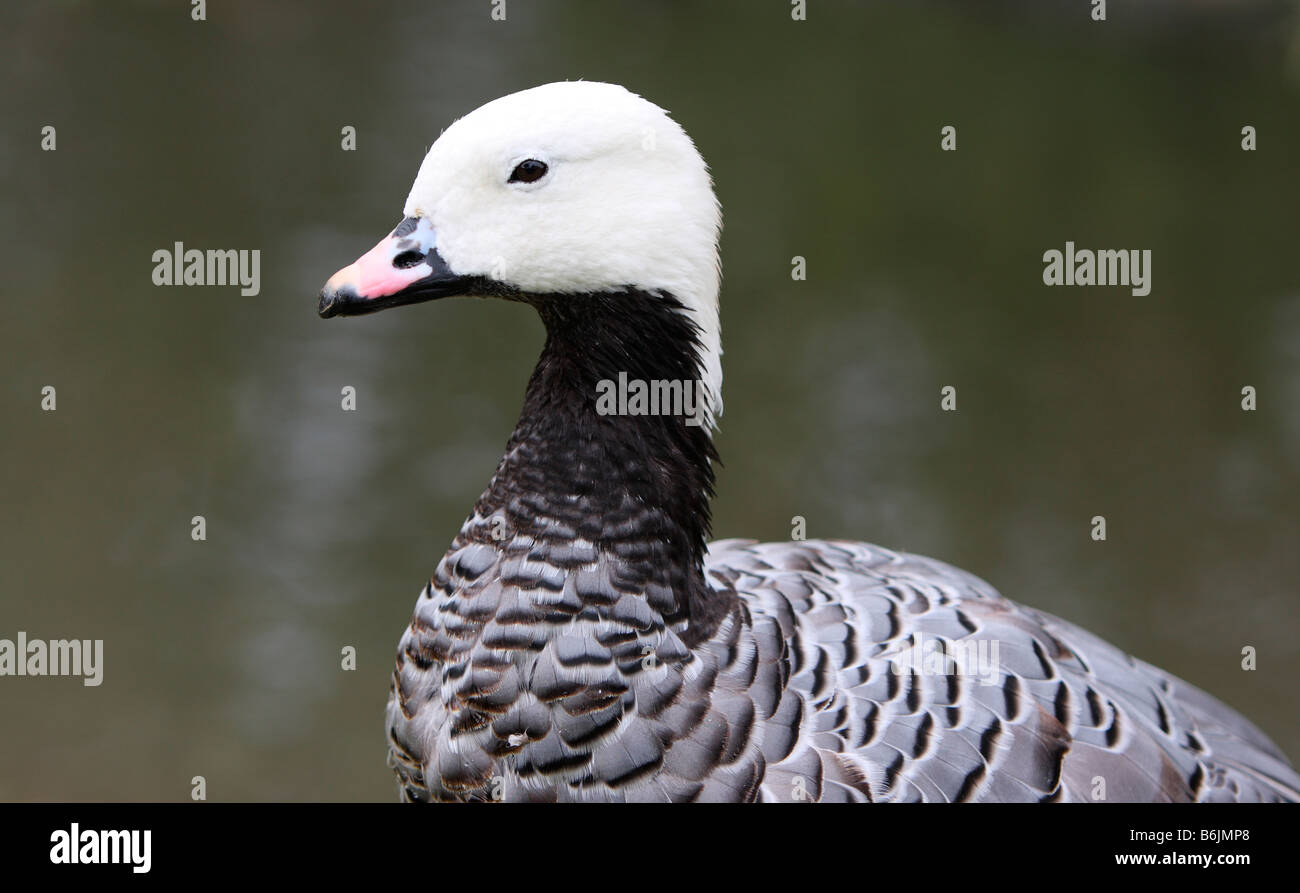 Emperor goose, Anser canagicus Stock Photo - Alamy