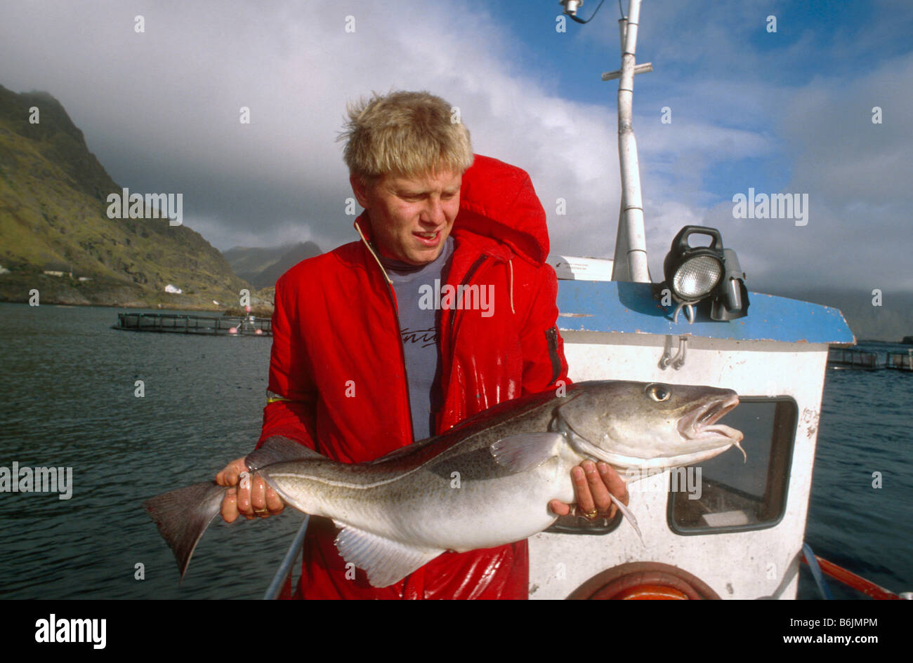 Fishfarm in Norway, in Ure on the Lofoten. Man holding up big cod fish ...