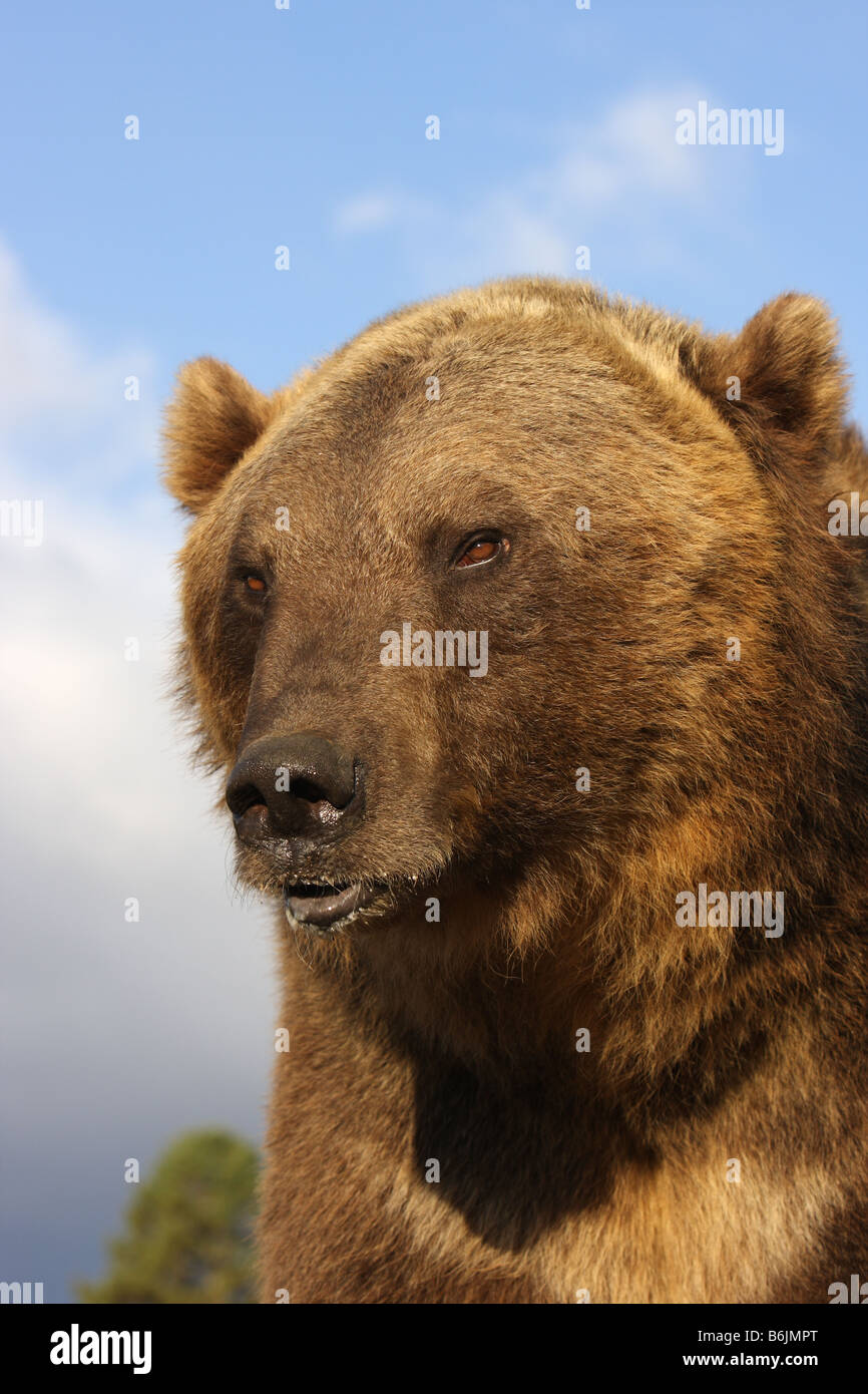 Close up head grizzly bear hi-res stock photography and images - Alamy