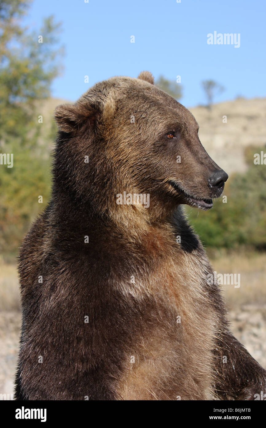 Side view of grizzly bear hi-res stock photography and images - Alamy