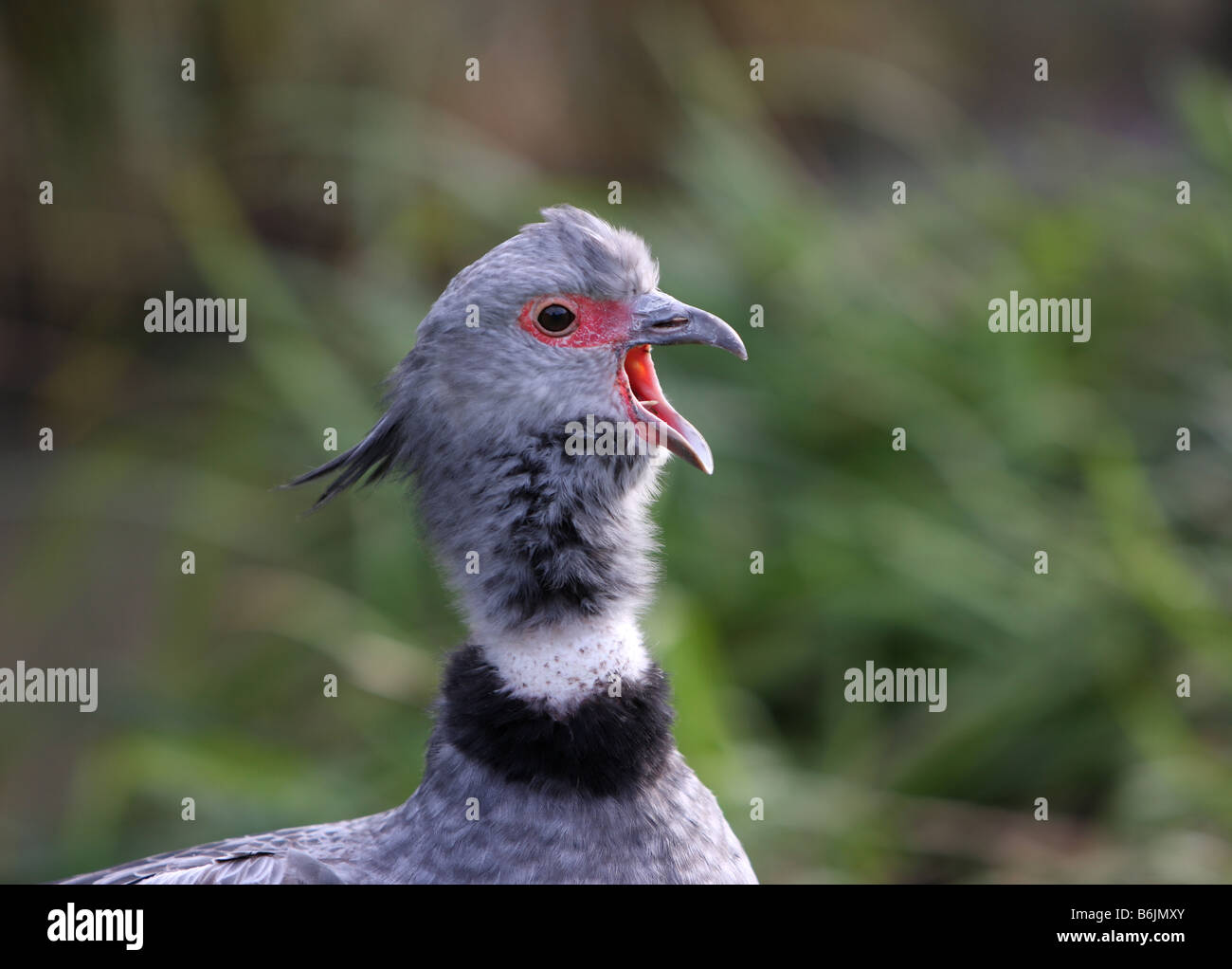 Crested screamer, Chauna torquata Stock Photo - Alamy