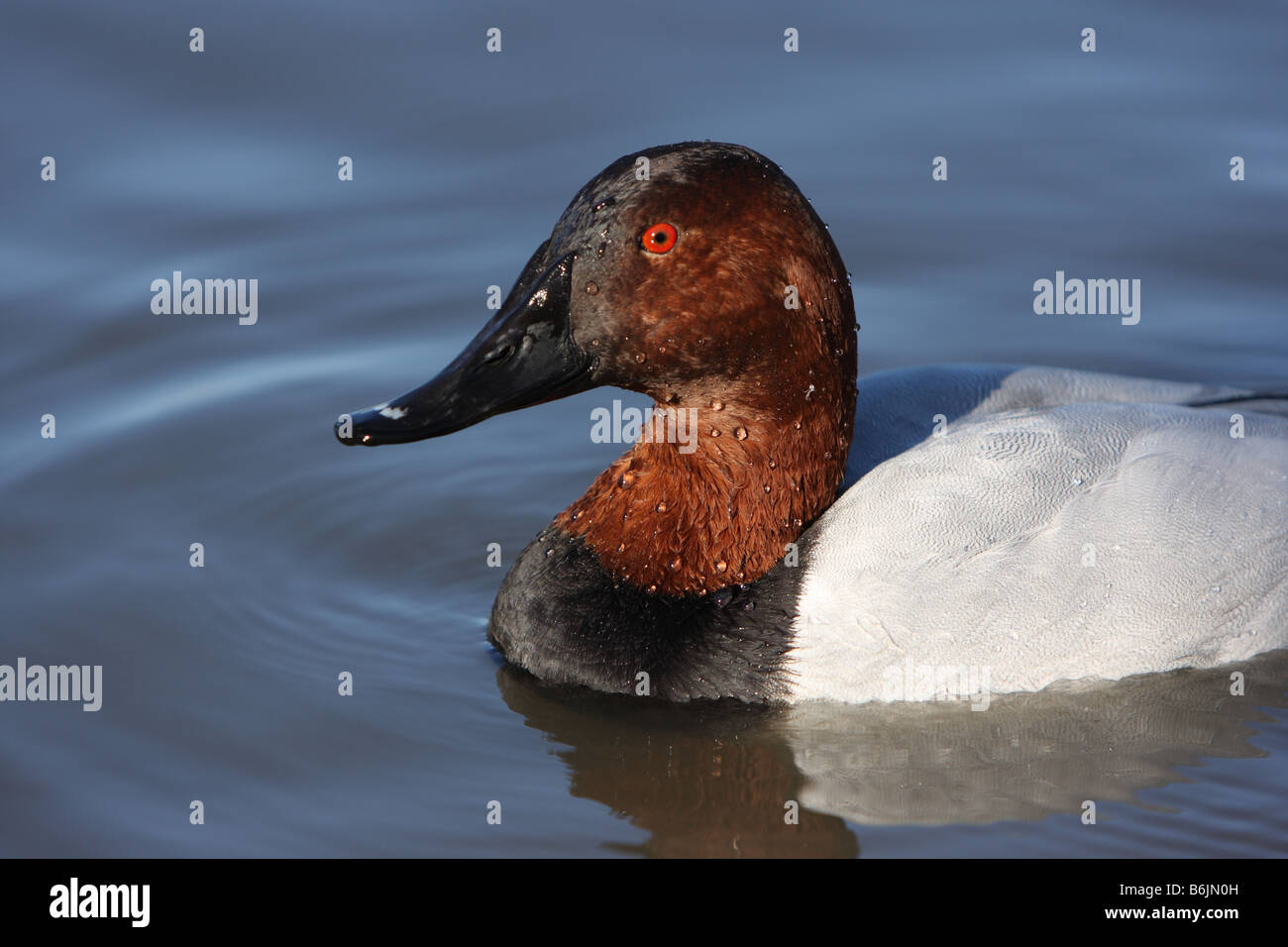 Canvasback, Aythya valisineria, male duck Stock Photo - Alamy