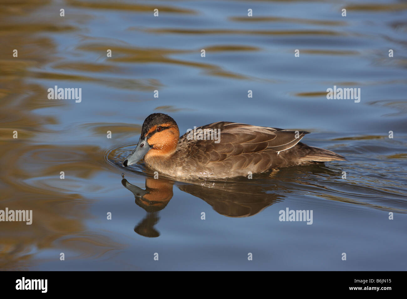 Philippine duck, Anas luzonica Stock Photo - Alamy