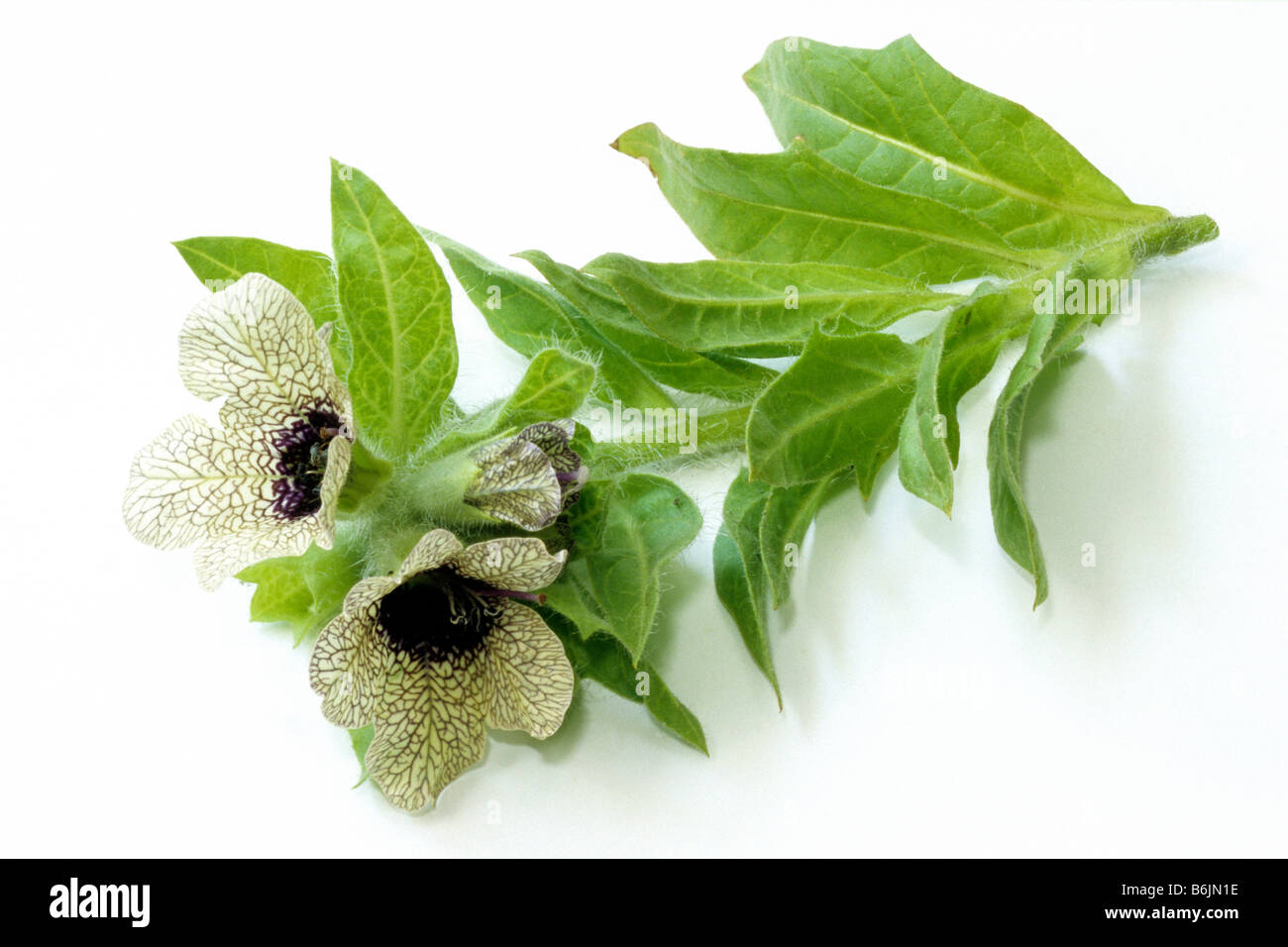 Black Henbane (Hyoscyamus niger), flowering stem with leaves, studio ...