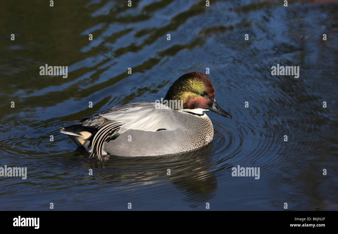 Falcata hi-res stock photography and images - Alamy