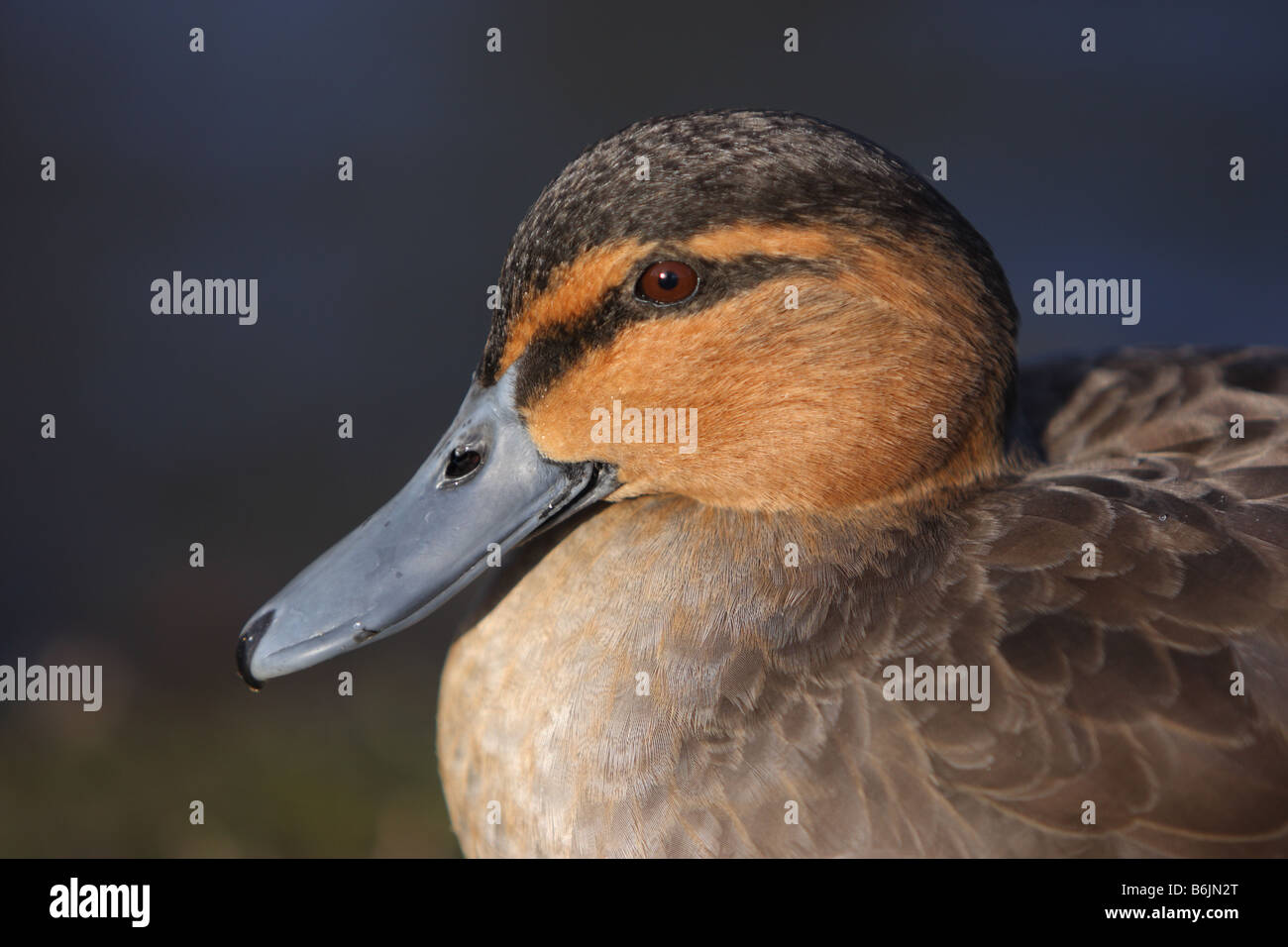 Philippine duck, Anas luzonica, closeup of head Stock Photo - Alamy
