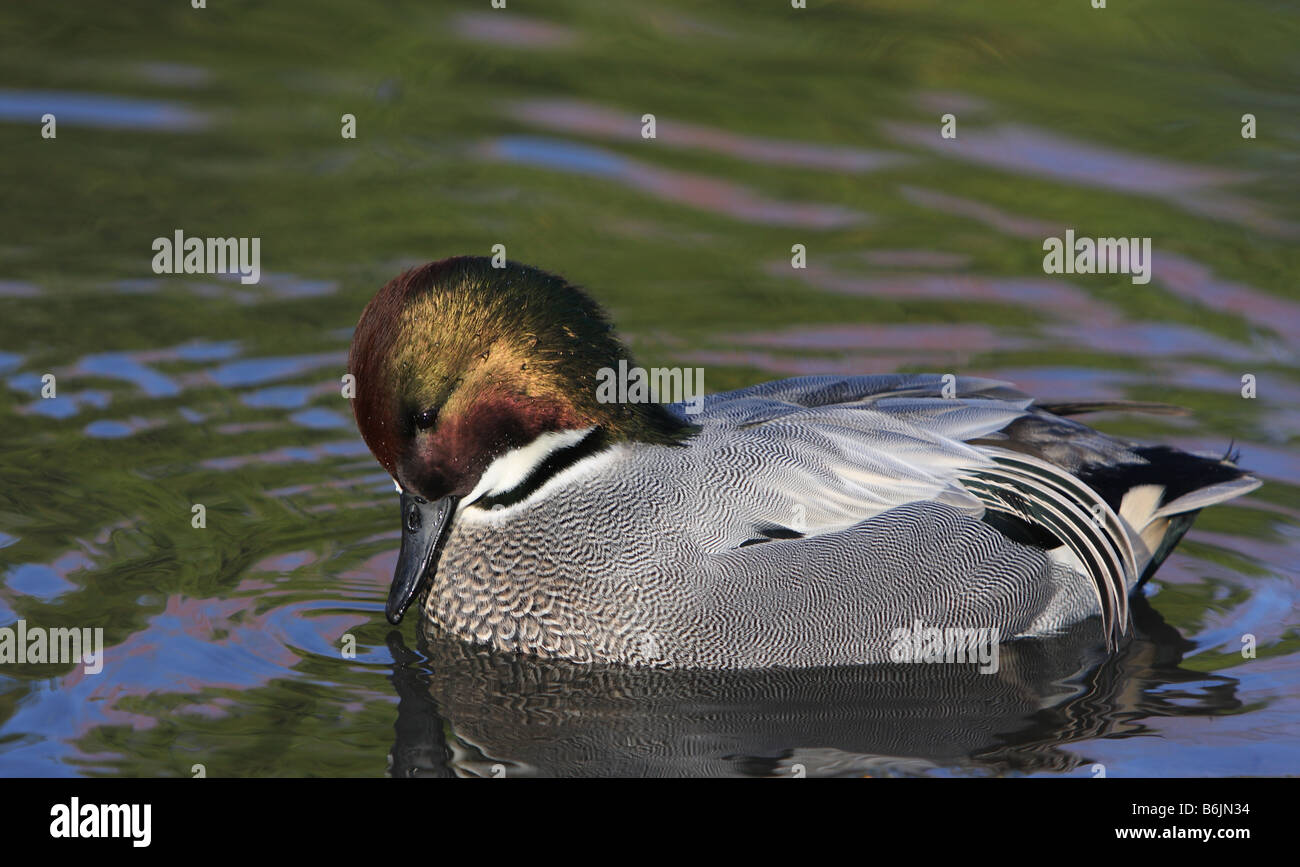 Falcated duck anas falcata hi-res stock photography and images - Alamy