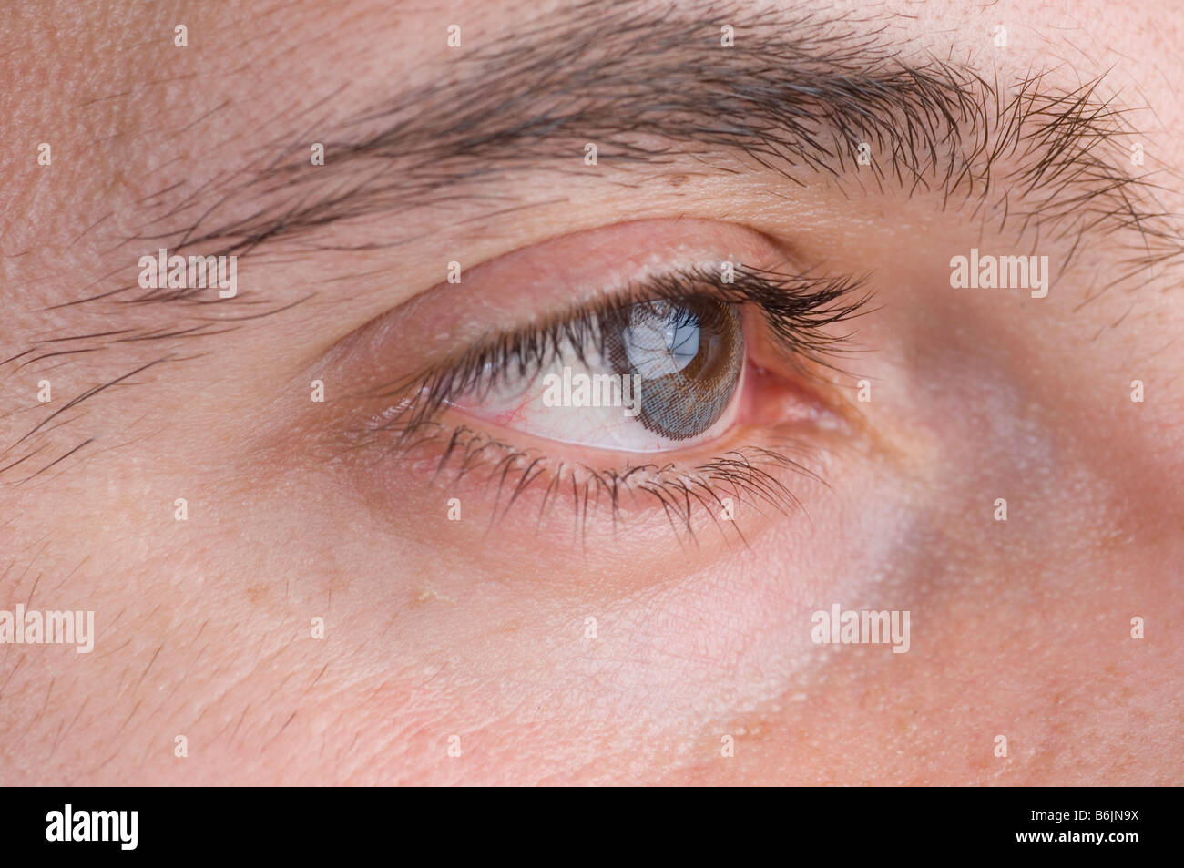 Eyelash anatomy hi-res stock photography and images - Alamy