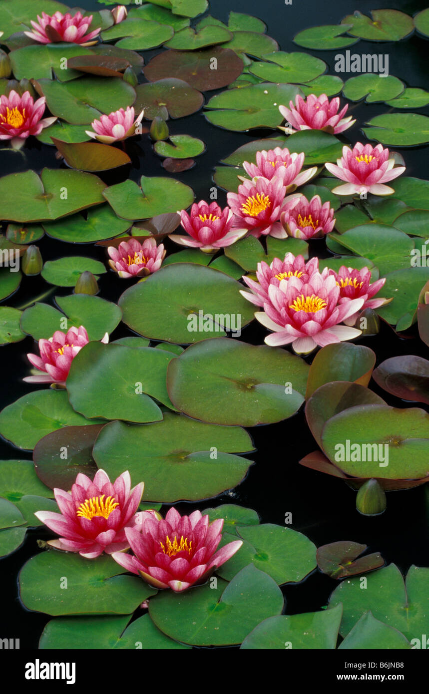 N.A., USA, Indiana. Hybrid waterlillys Stock Photo - Alamy