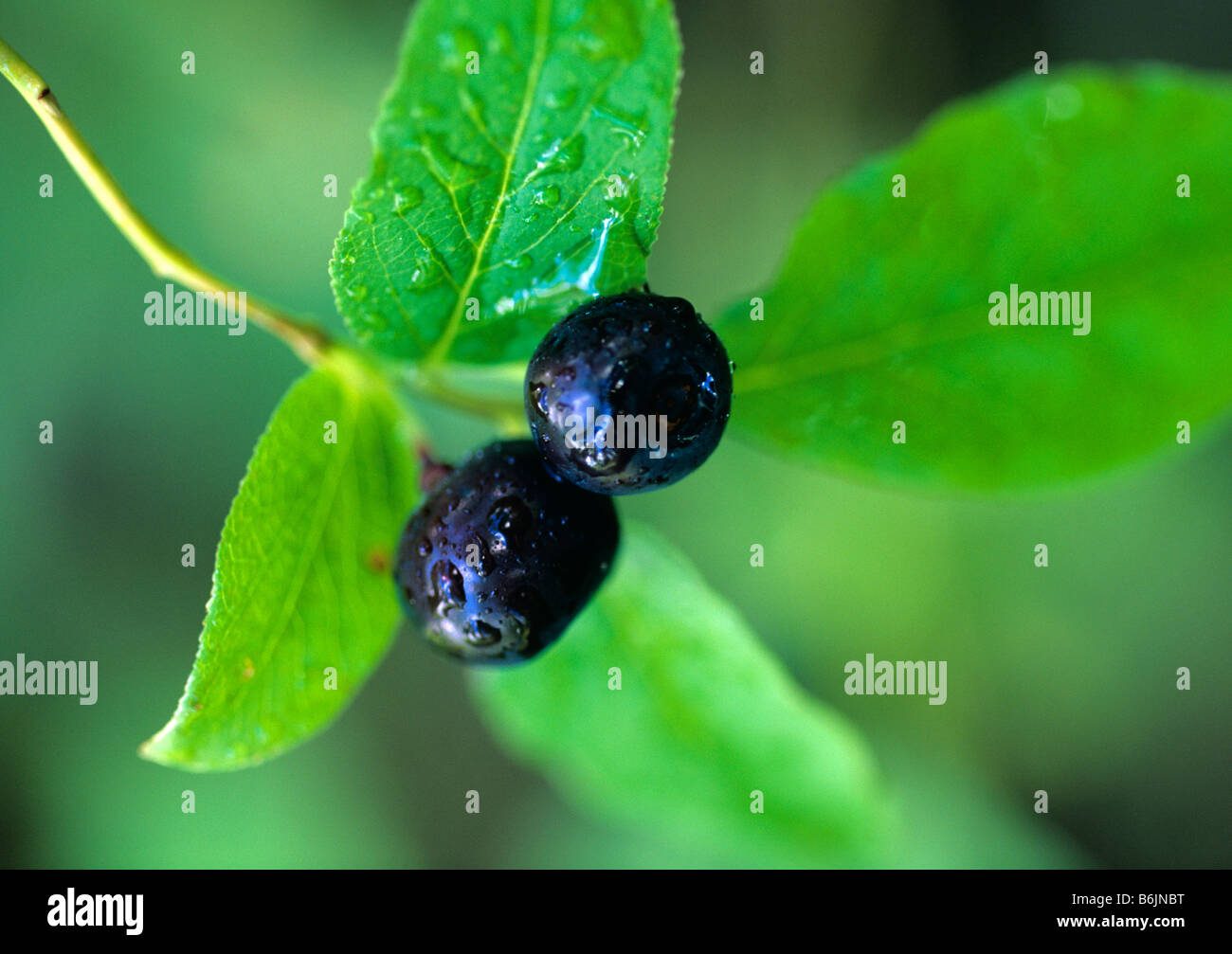 Montana huckleberry hi-res stock photography and images - Alamy