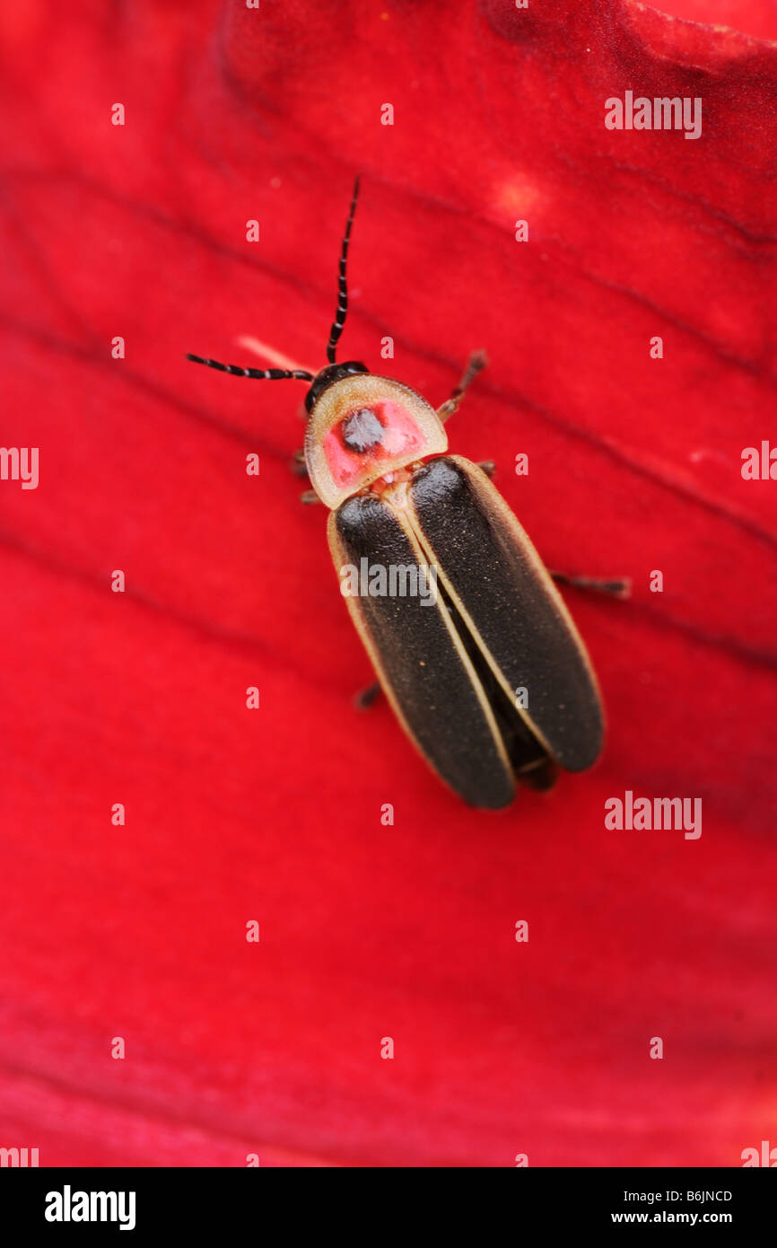 Pyralis Firefly, Photinus pyralis Stock Photo - Alamy