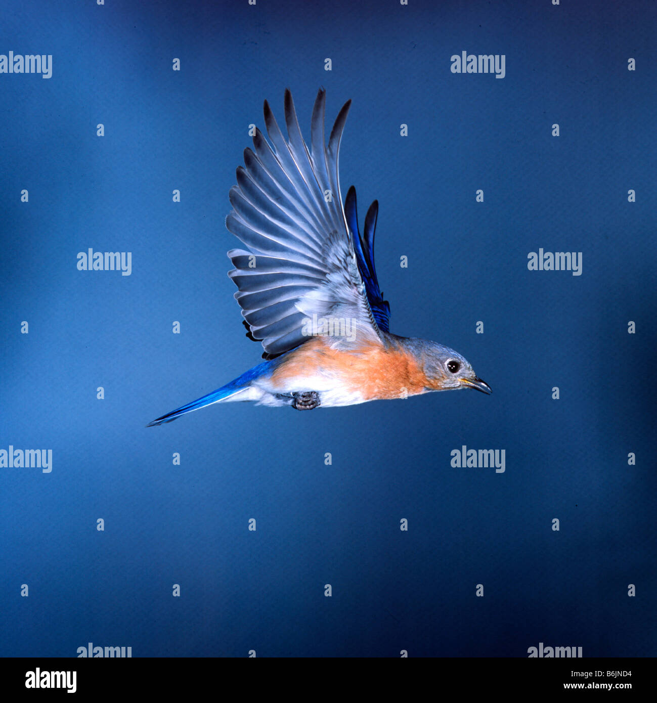 USA, Minnesota, Gem Lake, Bluebird Stock Photo - Alamy