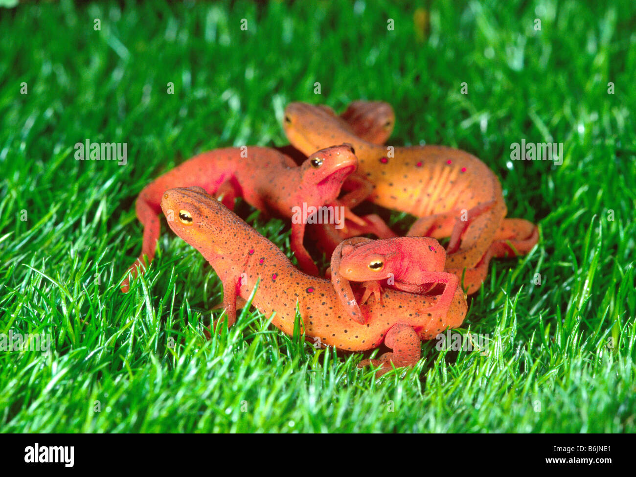 Red Eft (Terrestrial Form), Notophthalmus viridescens, Native to ...
