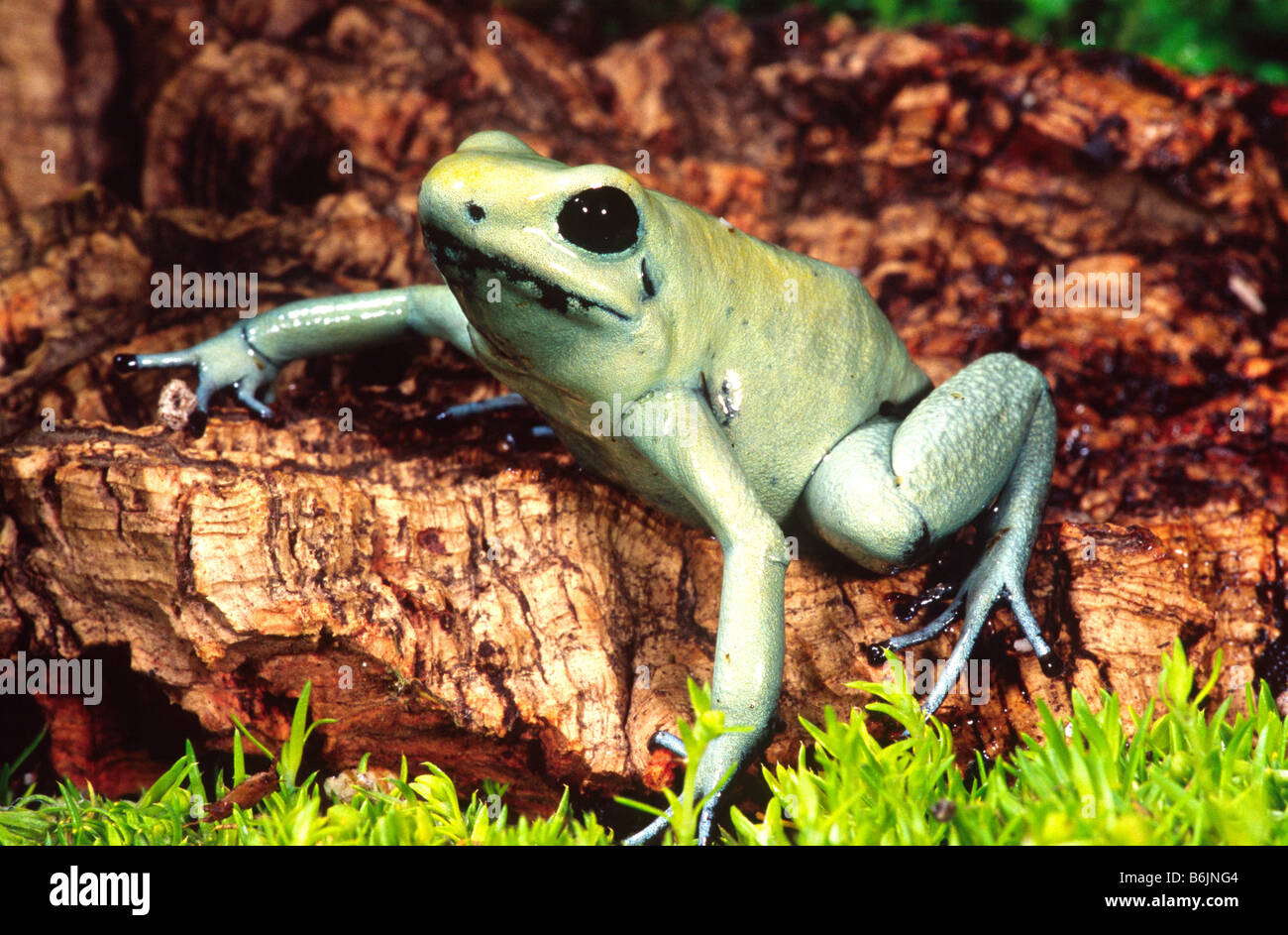 Golden Poison Frog (Mint Phase), Phyllobates terribilis, Native to ...