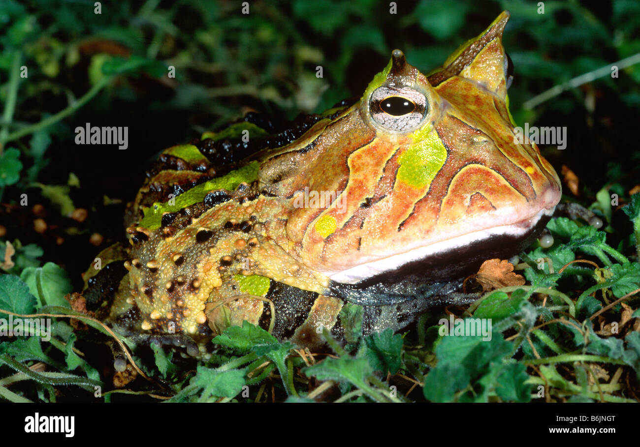Surinam Horn Frog, Ceratophrys cornuta, Native to Surinam, North ...