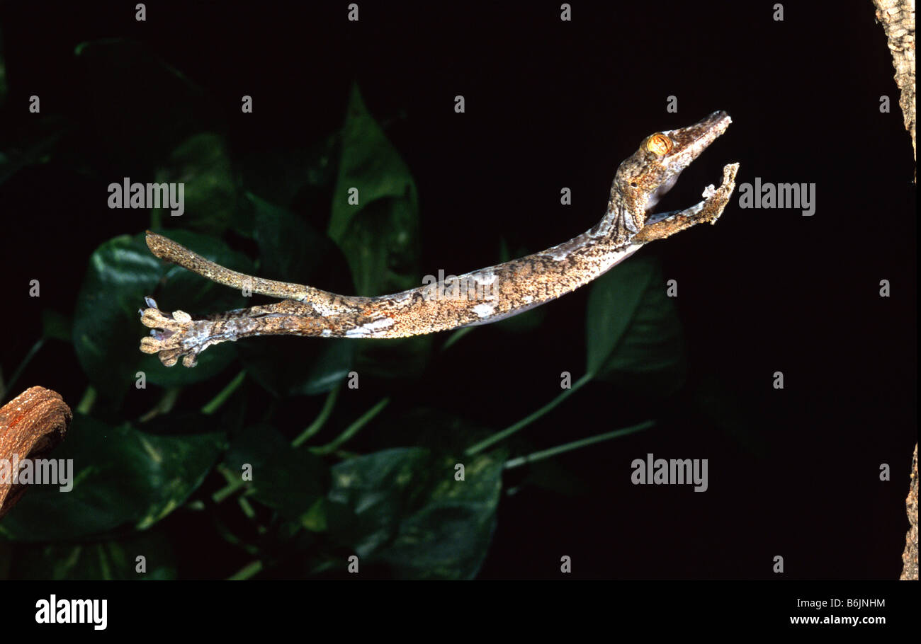 Giant Leaf-tail Gecko, Uroplatus fimbriatus, Native to Madagascar Stock ...