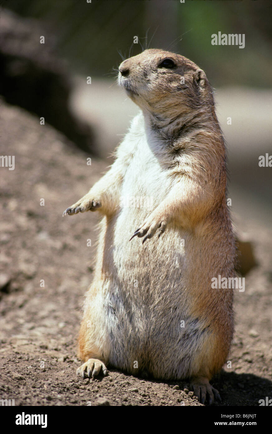 A ground hog surveying his land Stock Photo - Alamy