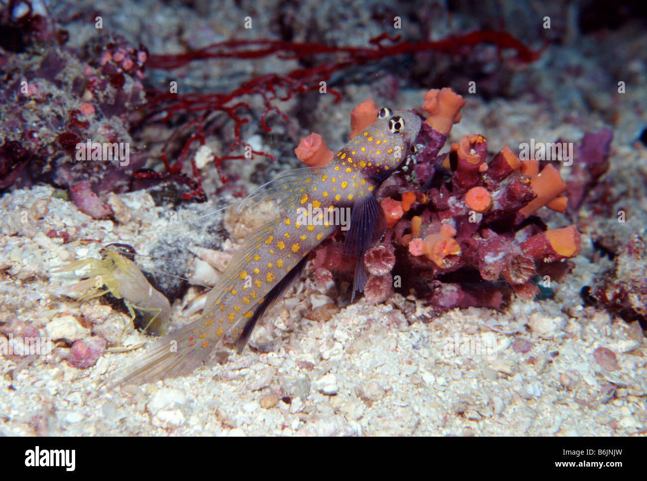Spotted prawn-goby with alpheid shrimp (symbiosis Stock Photo - Alamy