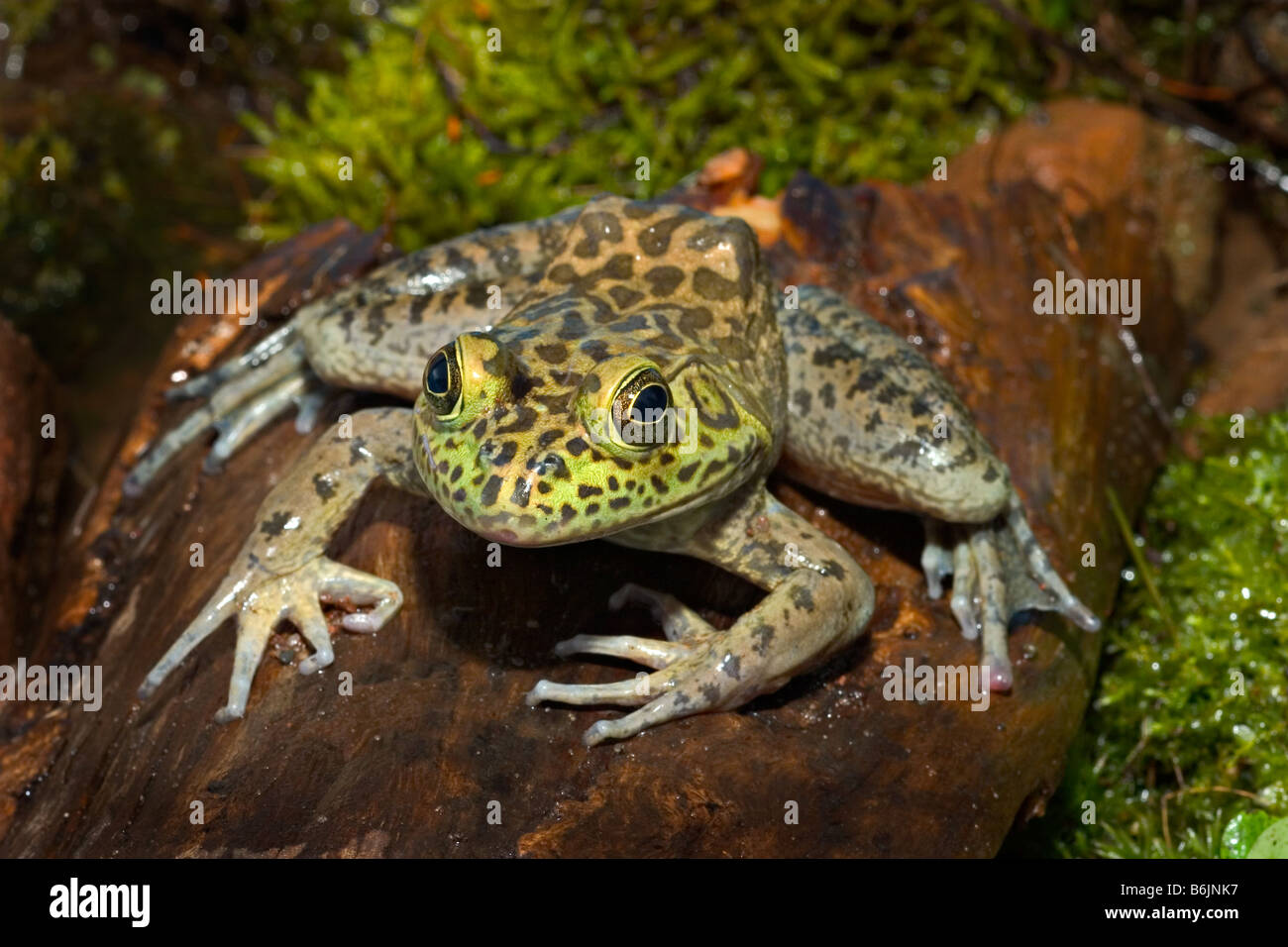 Bullfrog on log, Rana catesbeiana Stock Photo - Alamy