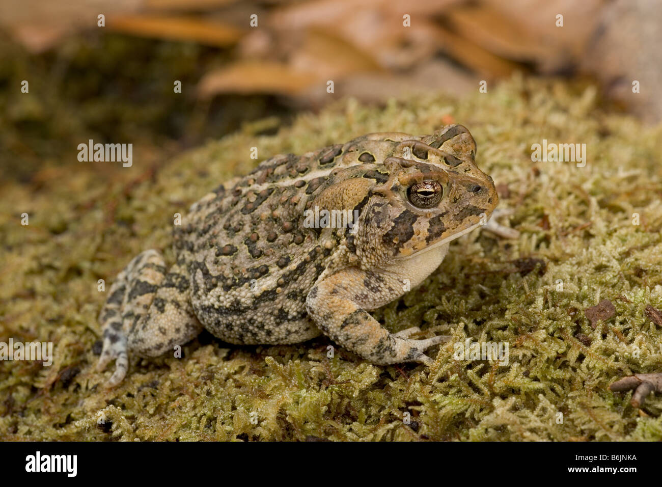 Bufo toad florida hi-res stock photography and images - Alamy