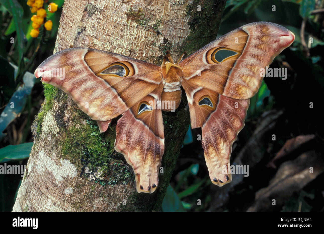 Asia, Papua New Guinea, Highland territory. Hercules Moth (Attacua ...
