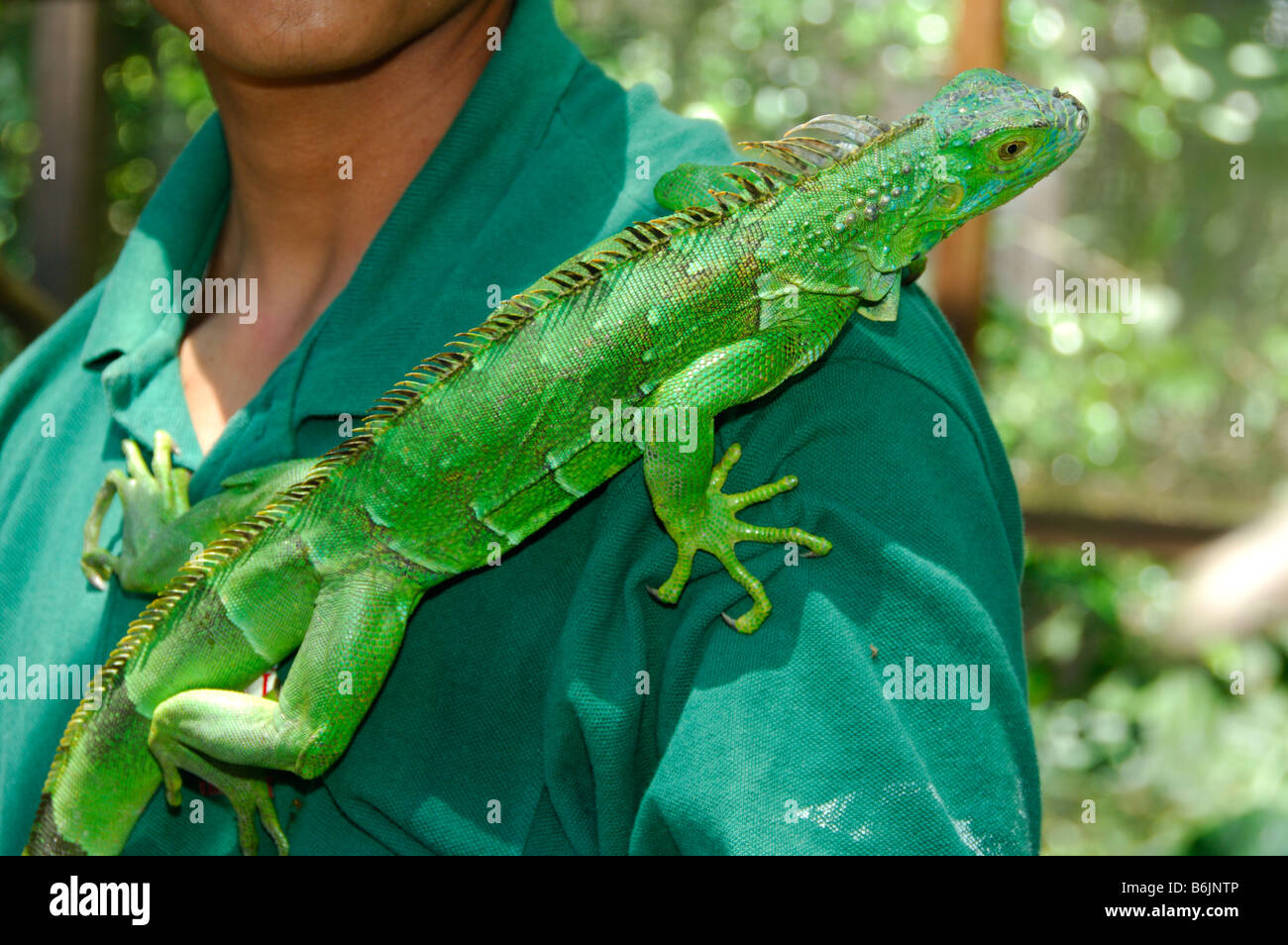 Central America, Belize, Monkey Bay, San Ignacio Resort Hotel, Green ...