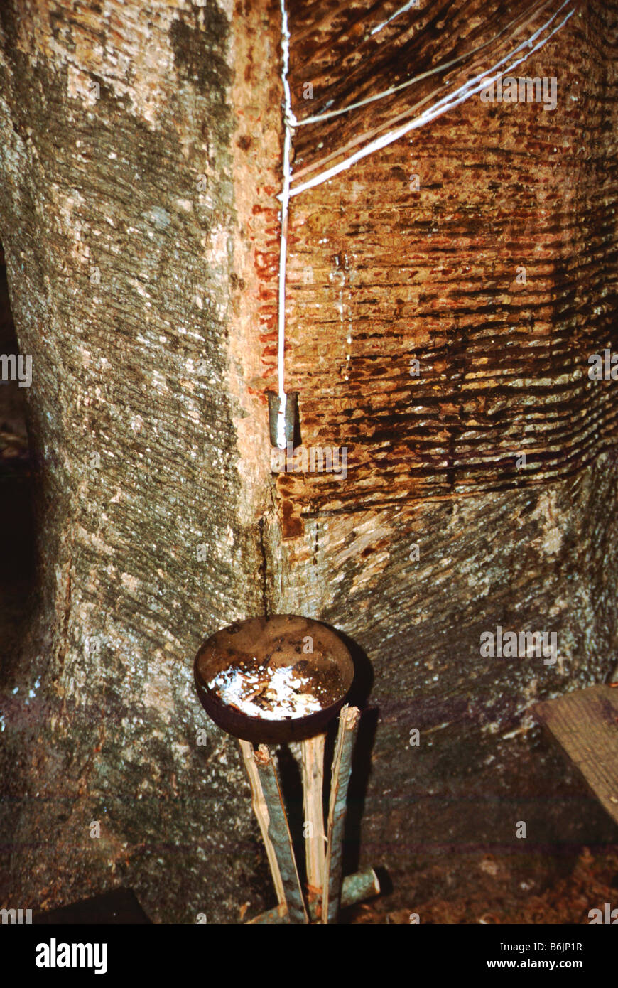 Rubber tree south america hi-res stock photography and images - Alamy