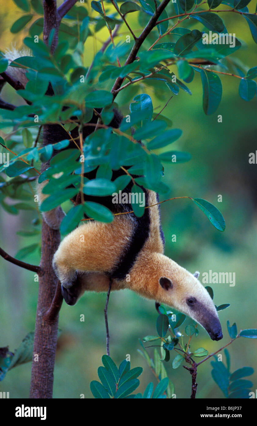 South America, Brazil, southern Pantanal Lesser anteater (Tamandua ...